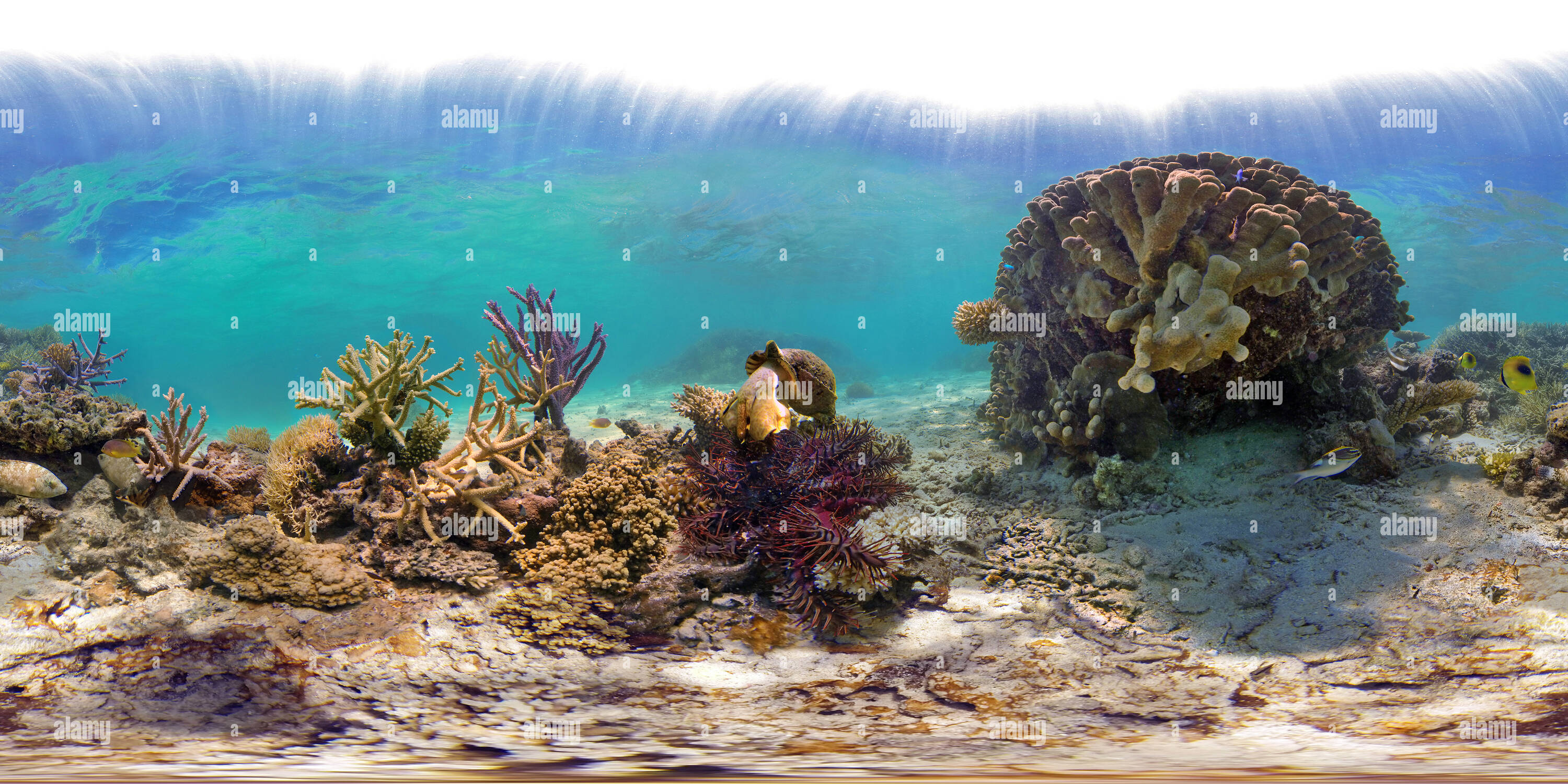360° view of Triton Attacks Crown Of Thorns Starfish - Alamy