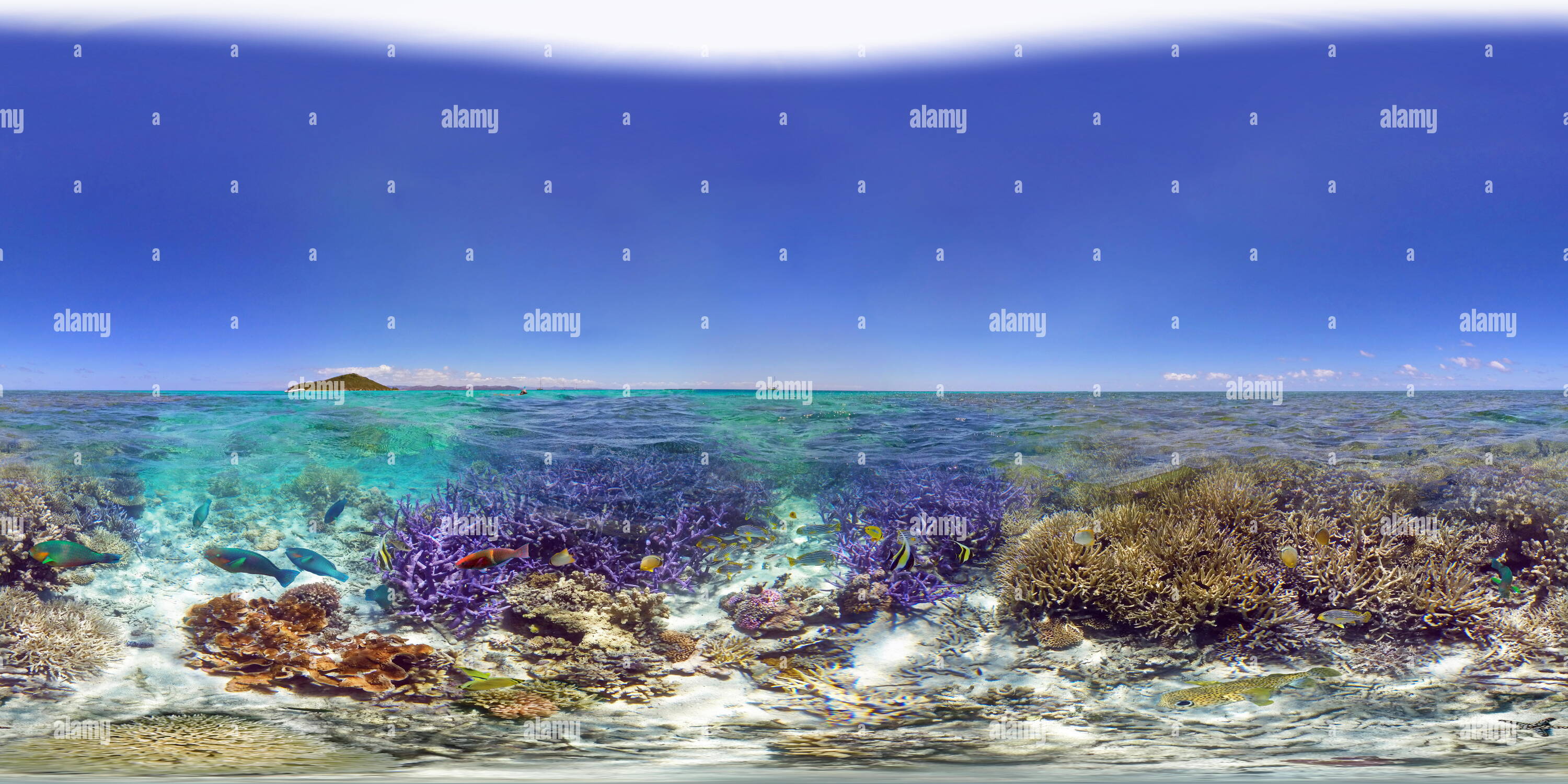 360° view of Blue Coral Patch Ilot Mato New Caledonia - Alamy