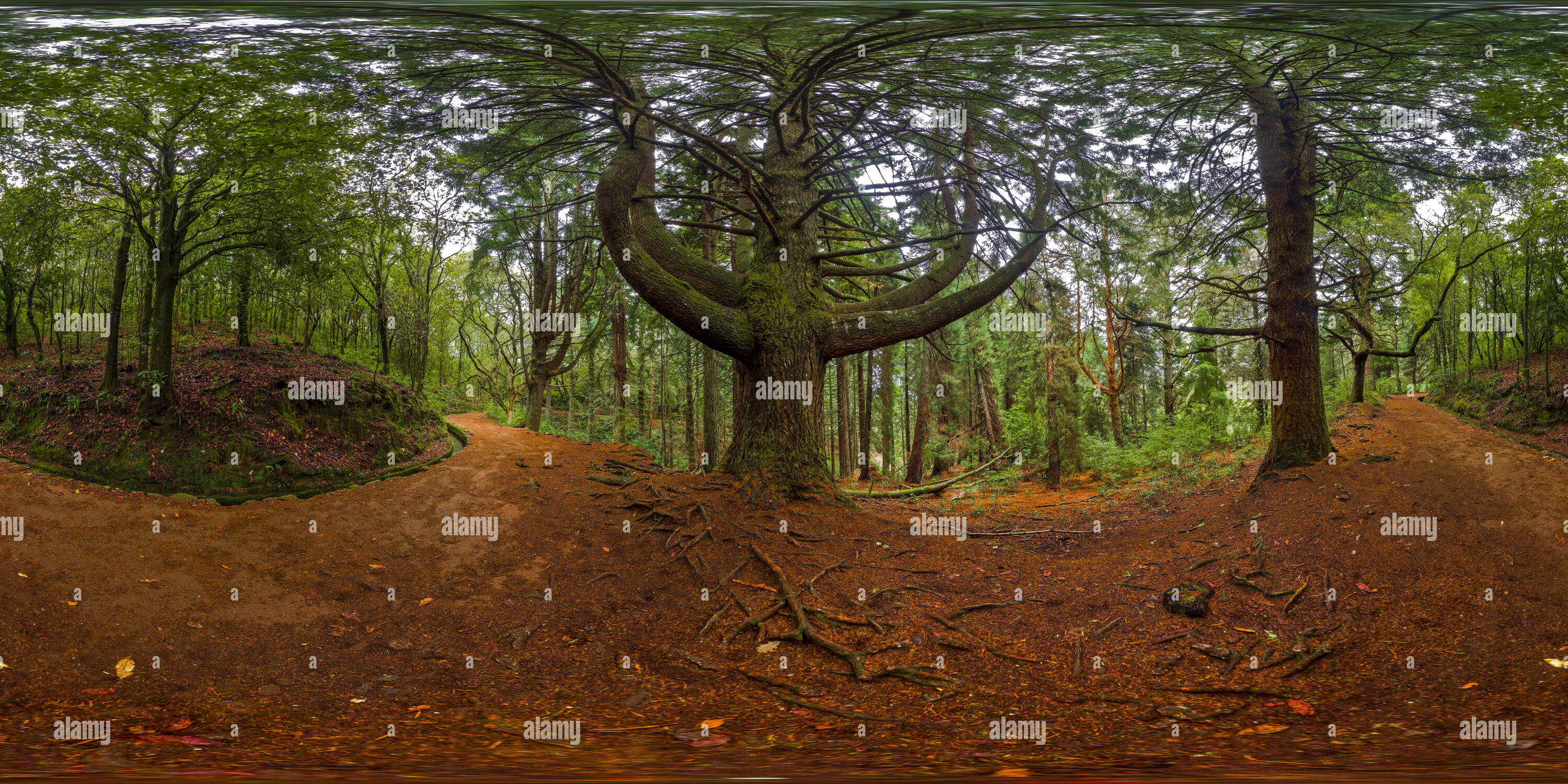 360° view of Madeira, Queimadas - Caldera Verde - Alamy