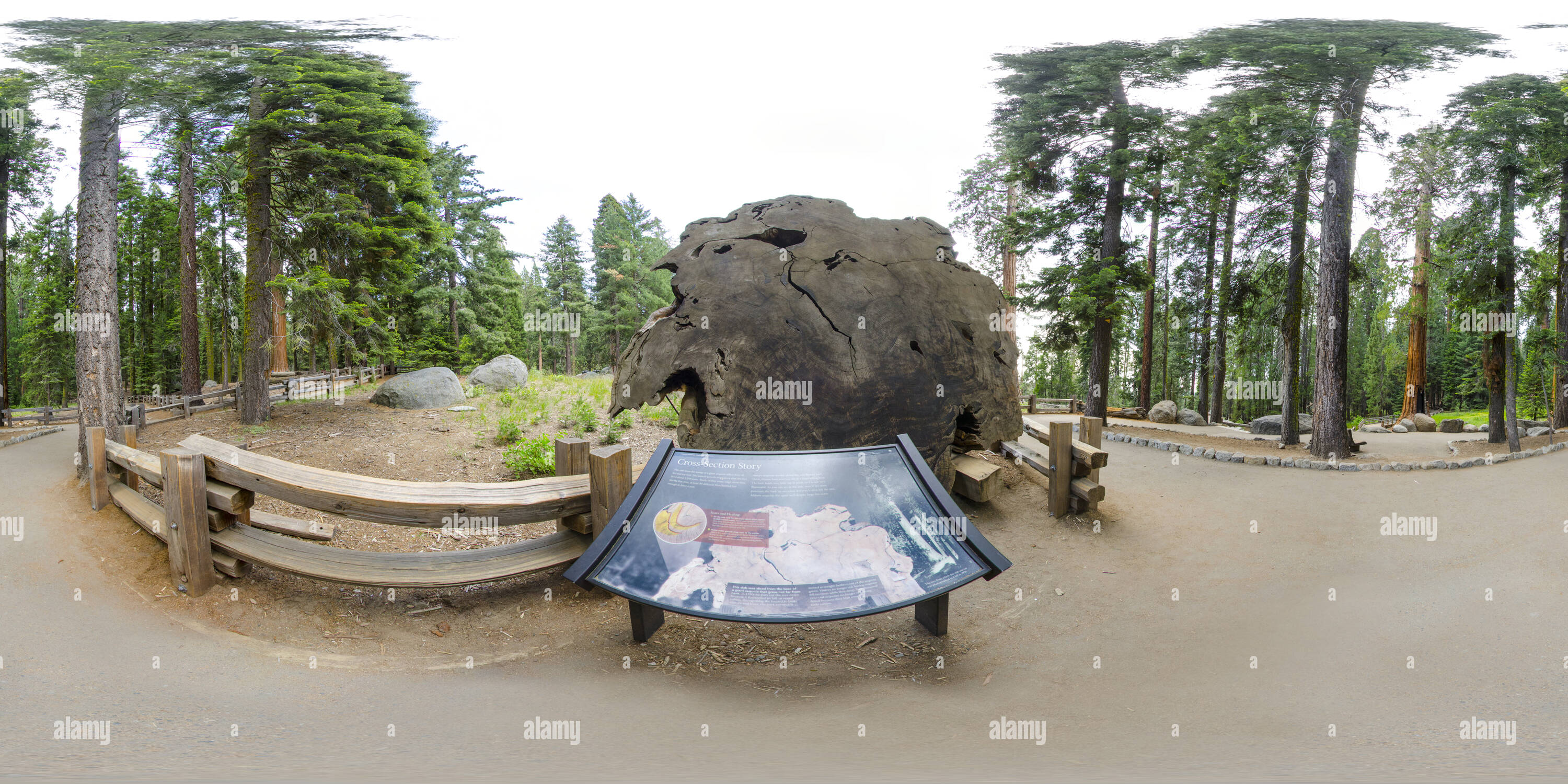 360° view of FELLED SEQUIOA TREE GIANTS GROVE SEQUOIA NATIONAL FORREST ...