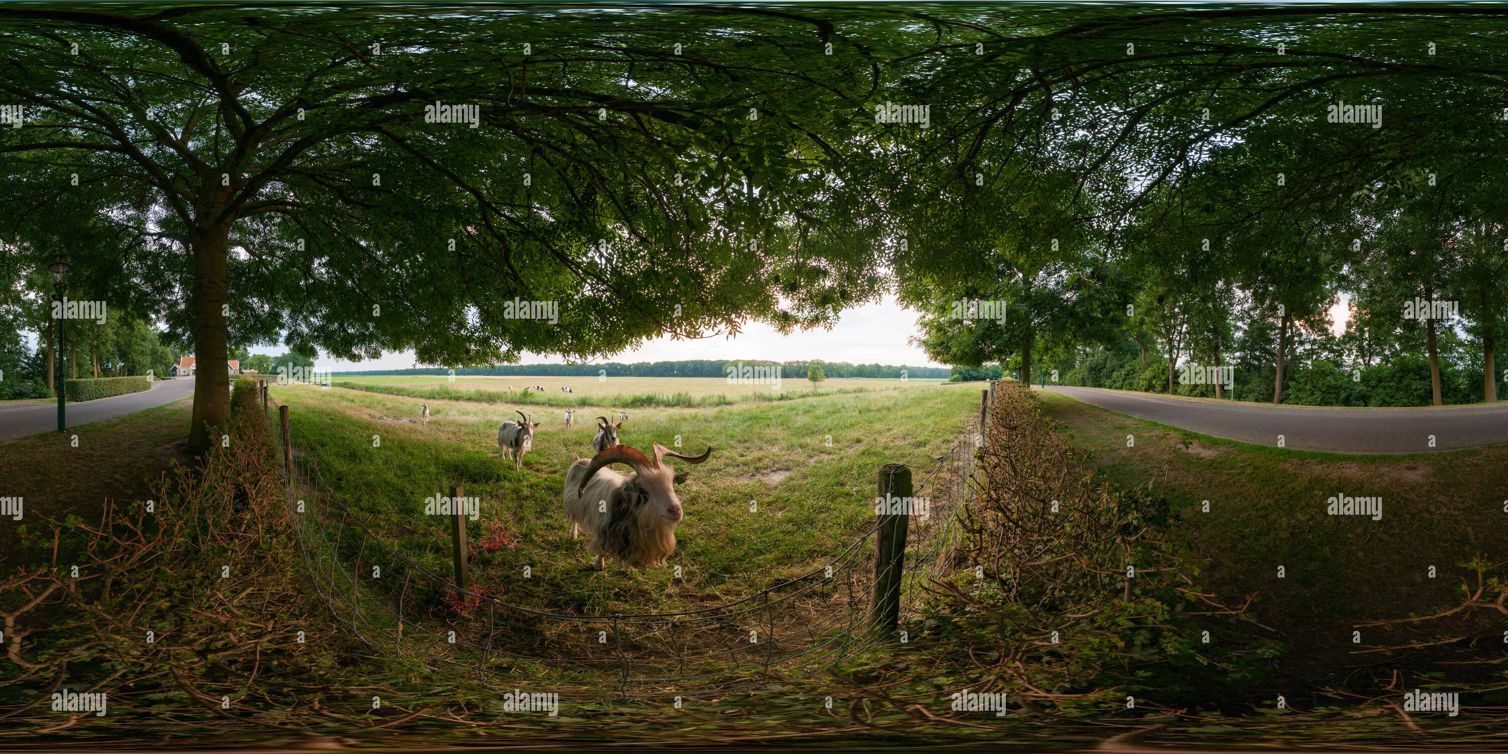 360° view of Goats on Schokland - Alamy
