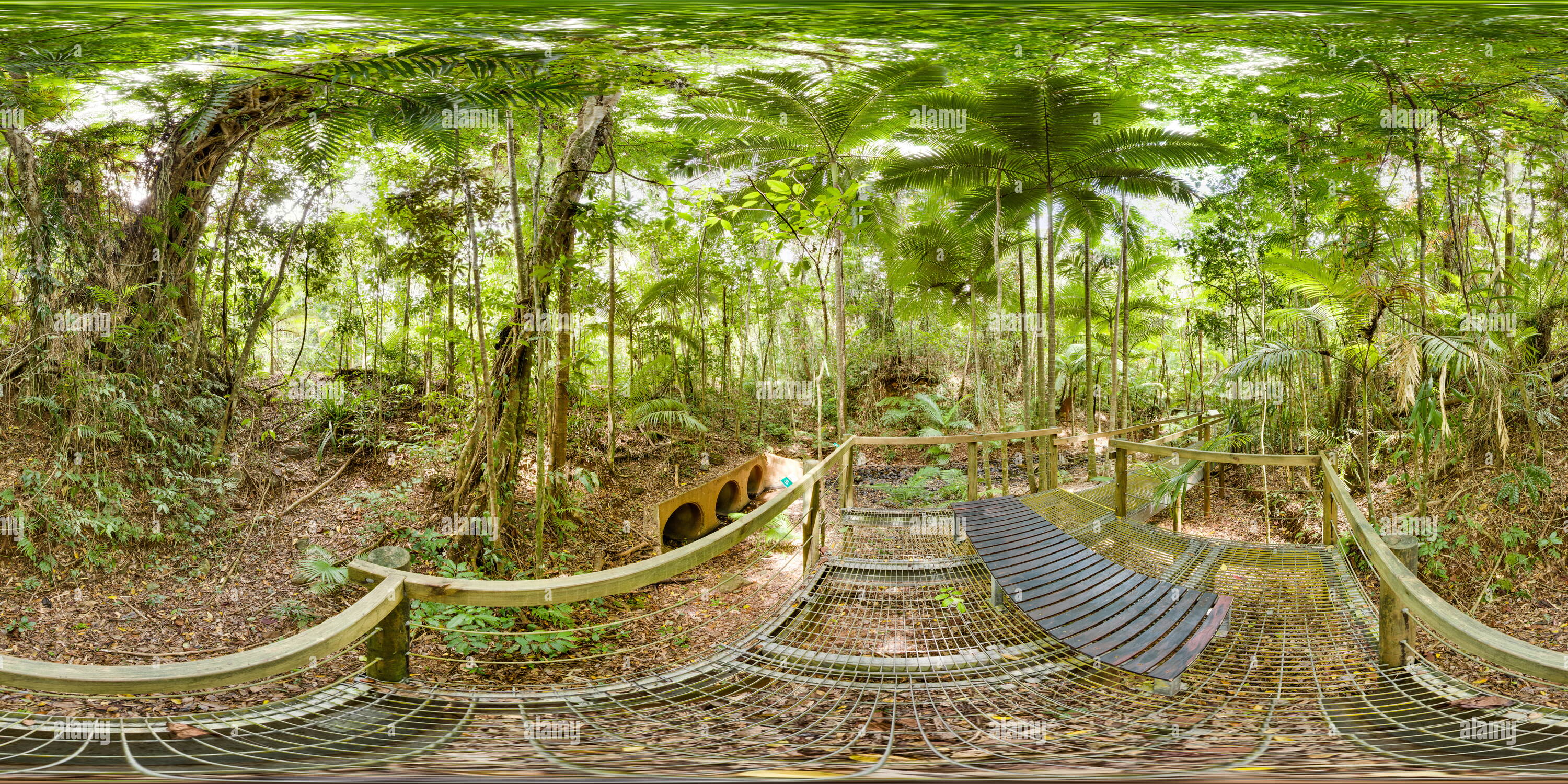 360° view of Strangler Fig, Daintree - Alamy
