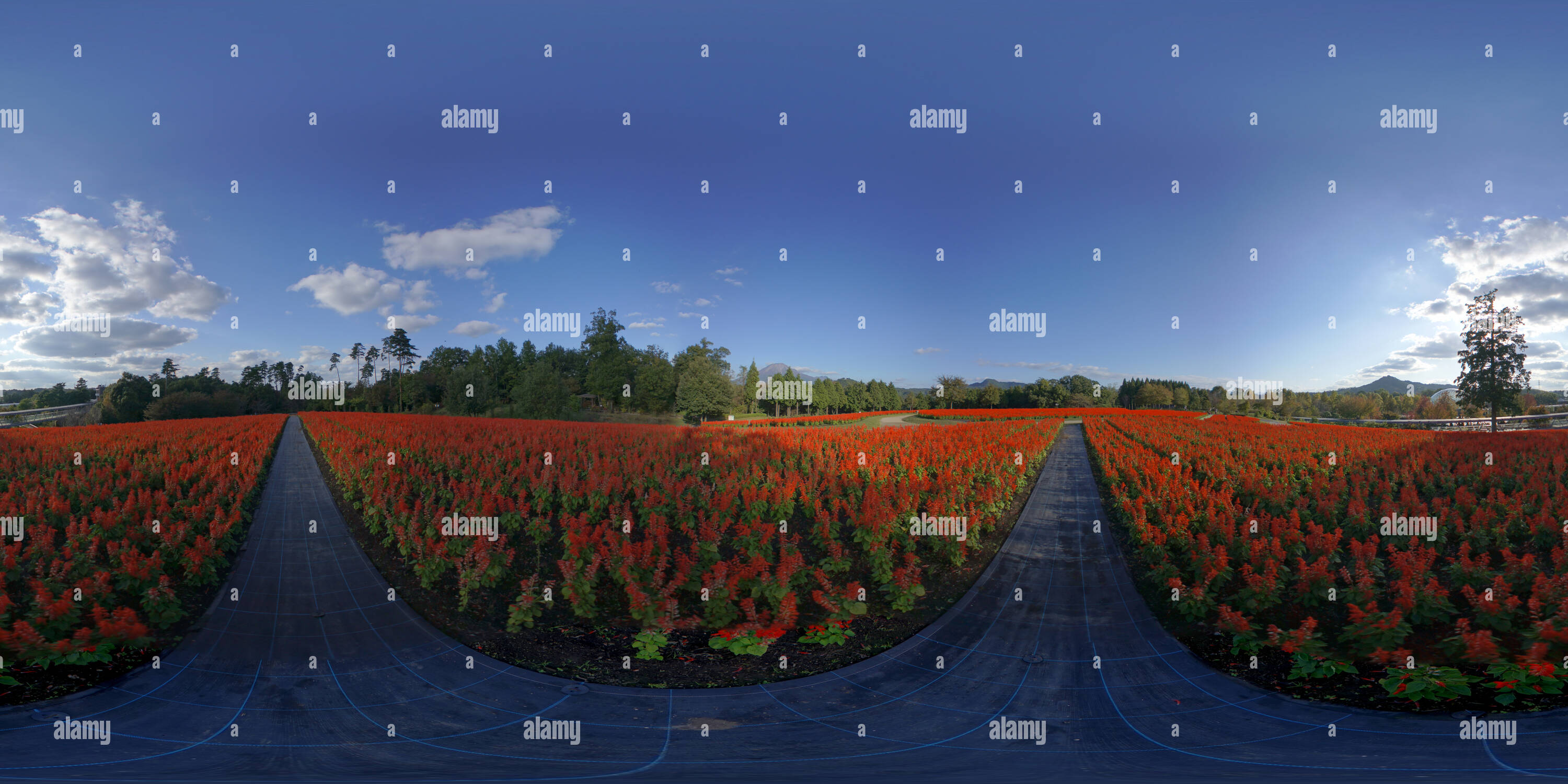 360° view of Tottori Hana Kairo Flower Park Salvia - Alamy
