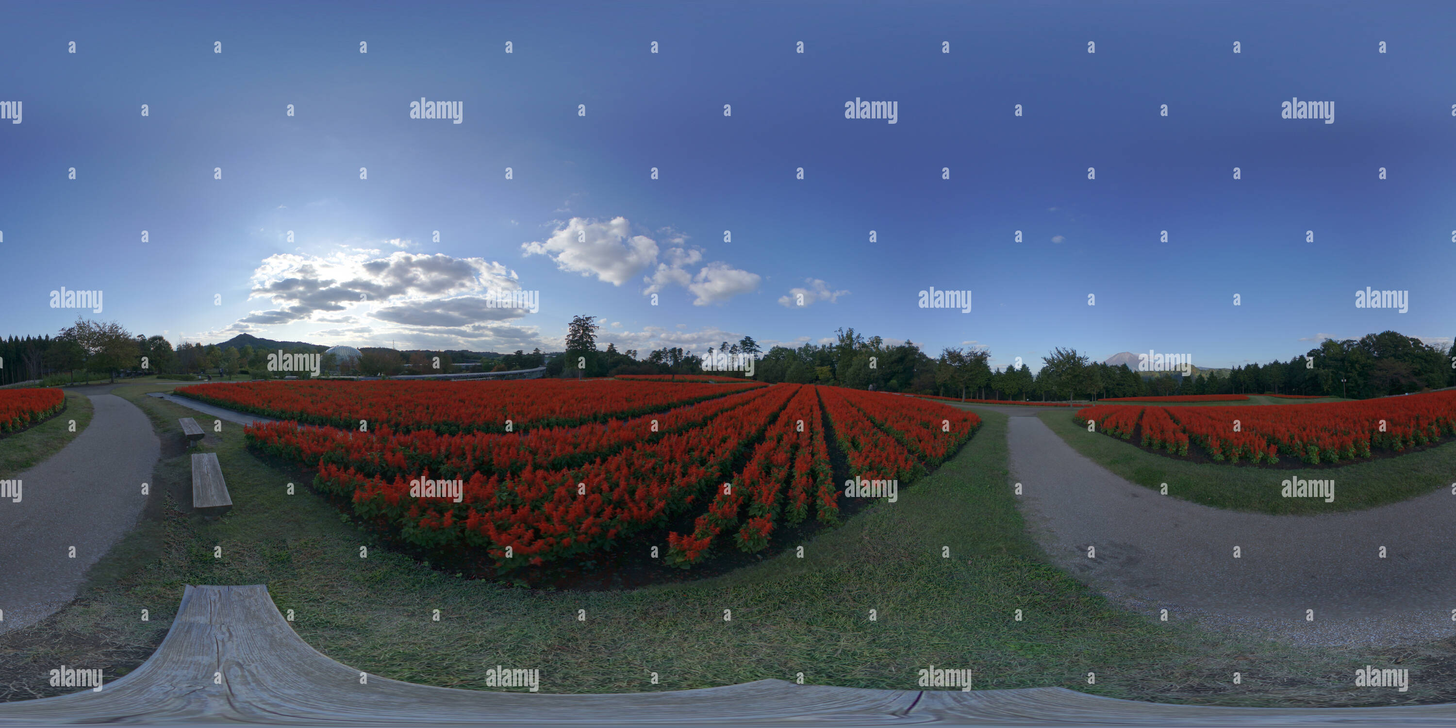 360° view of Tottori Hana Kairo Flower Park Salvia - Alamy