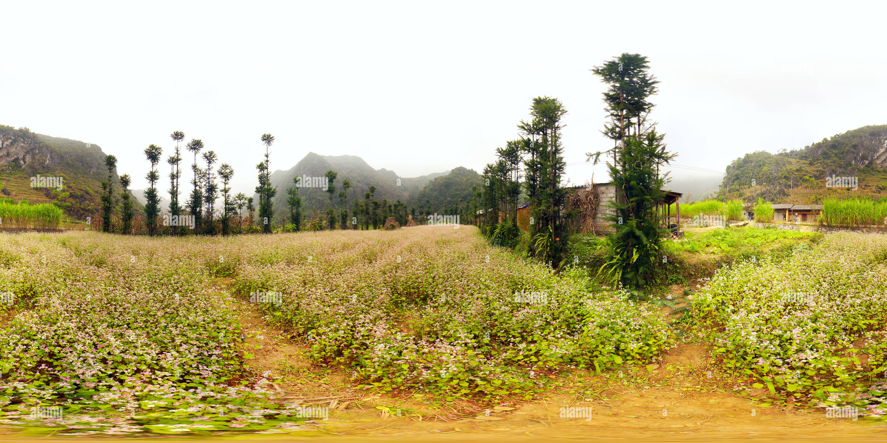 360° view of Tam Giac Mach field in Sung La village, Dong Van - Alamy