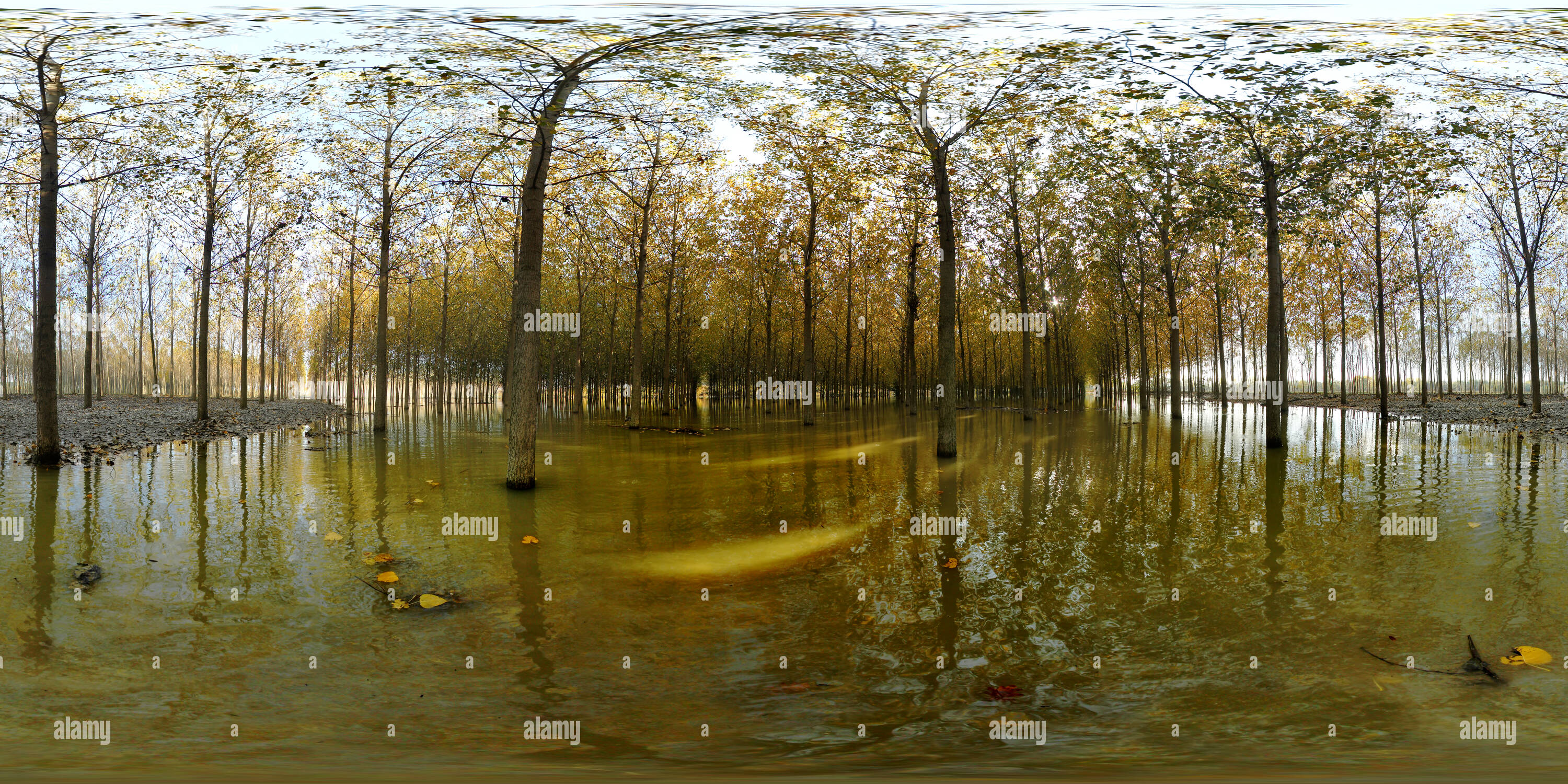 Pioppi hi-res stock photography and images - Alamy