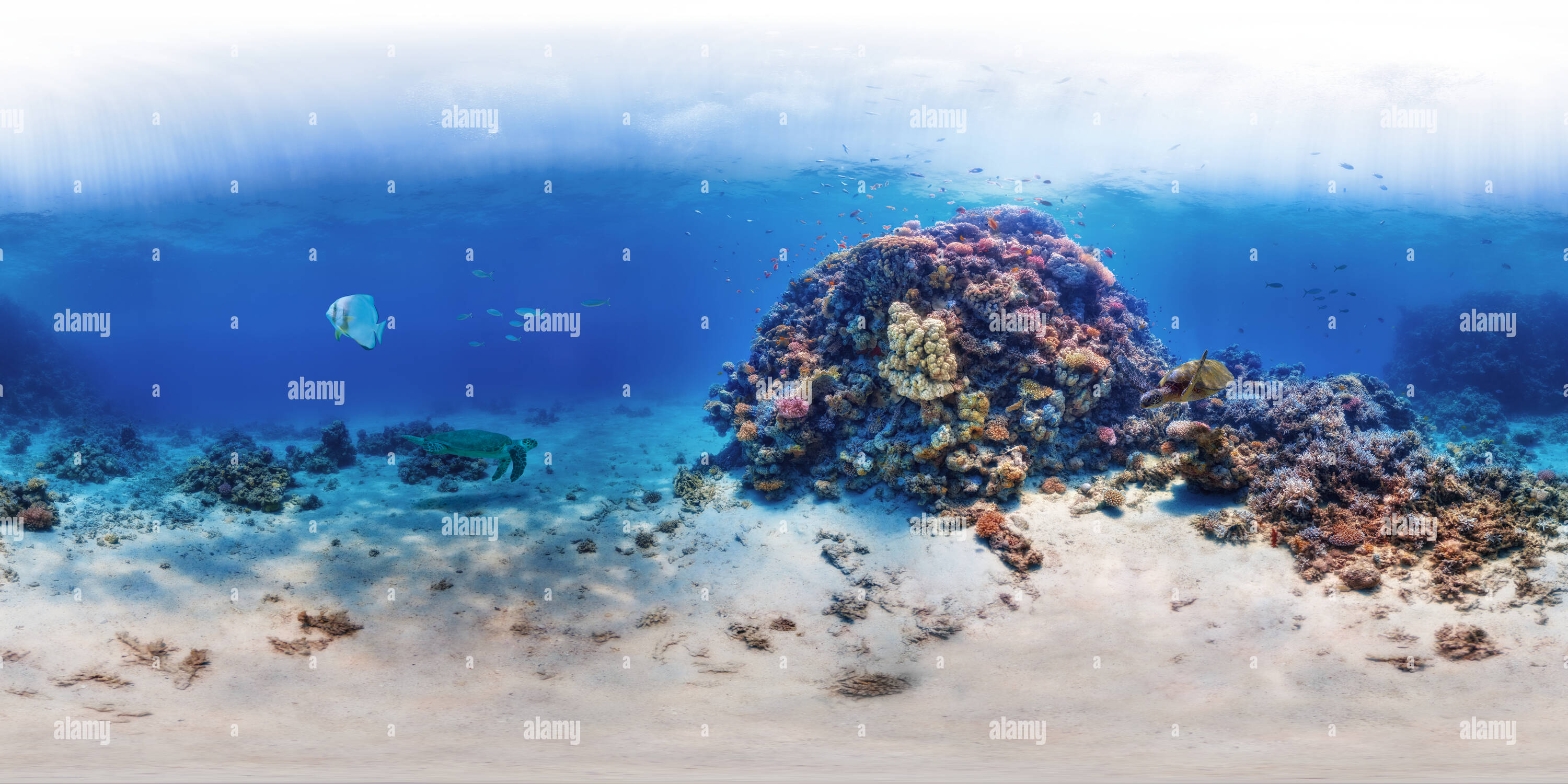 360° view of Ras El Desha - Unterwasser - Rotes Meer - Alamy
