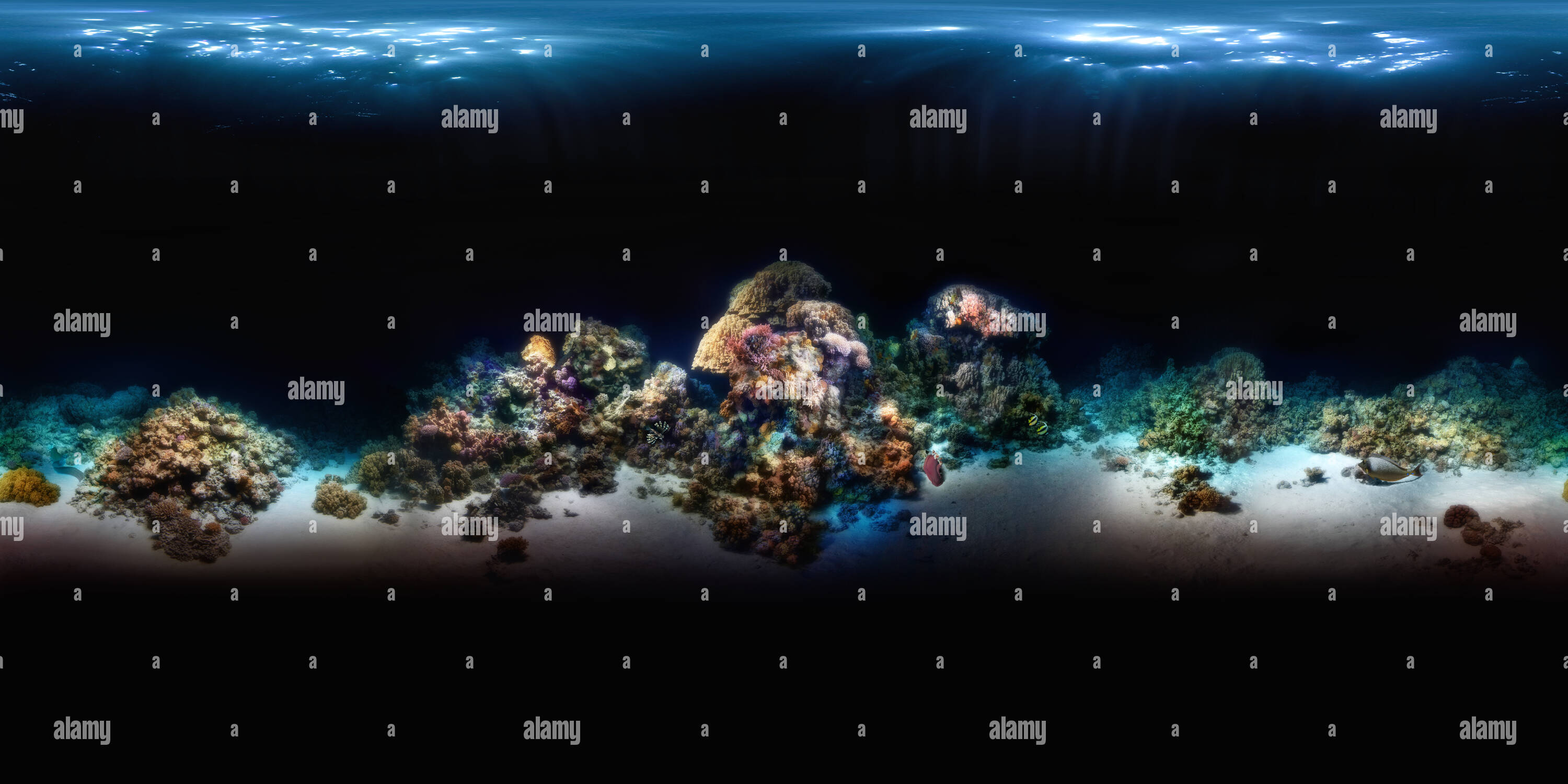 360° view of Middle Reef - Unterwasser - Rotes Meer - Alamy