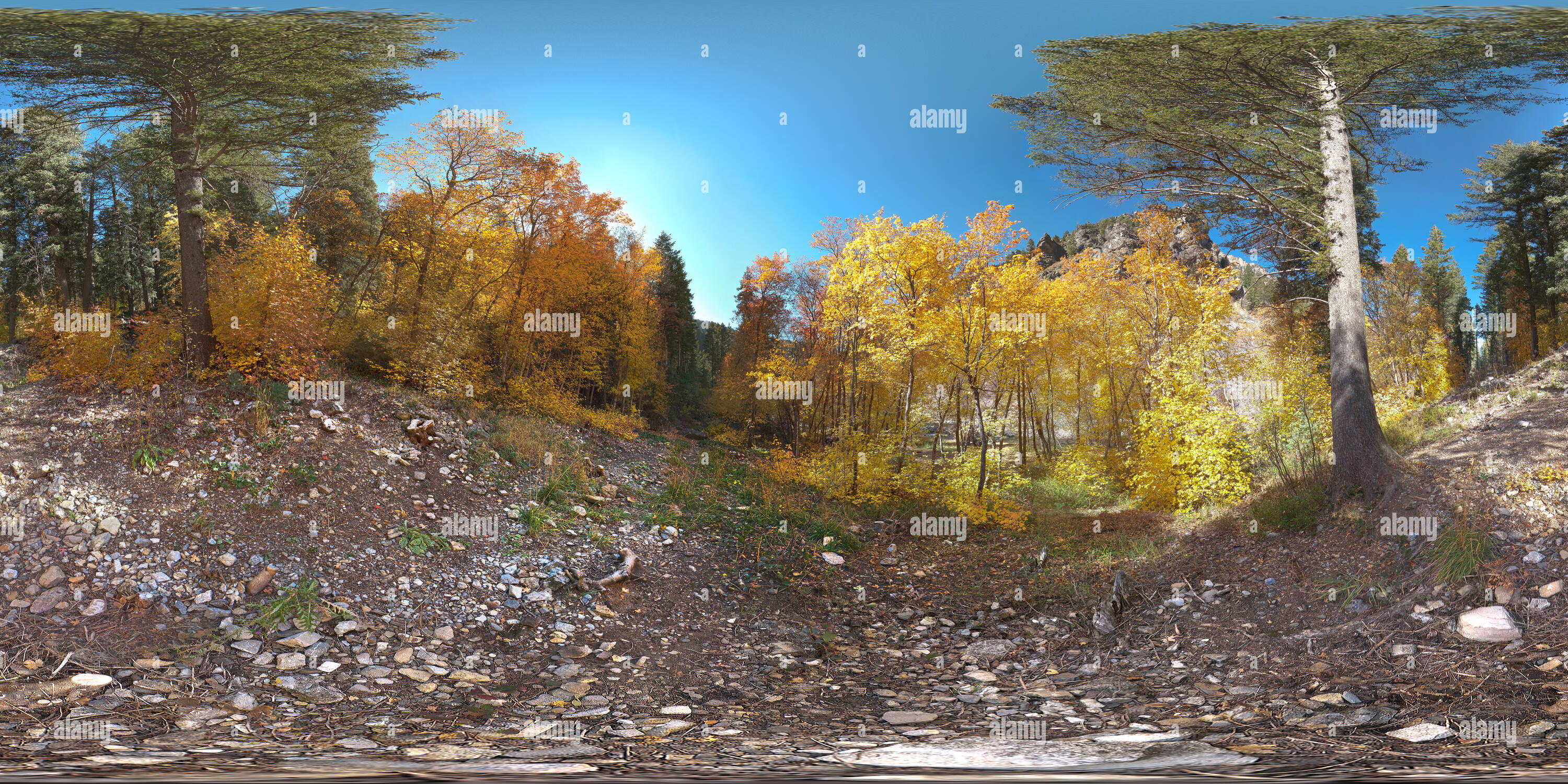 360° view of Autumn Forest in American Fork Canyon, Utah - Alamy