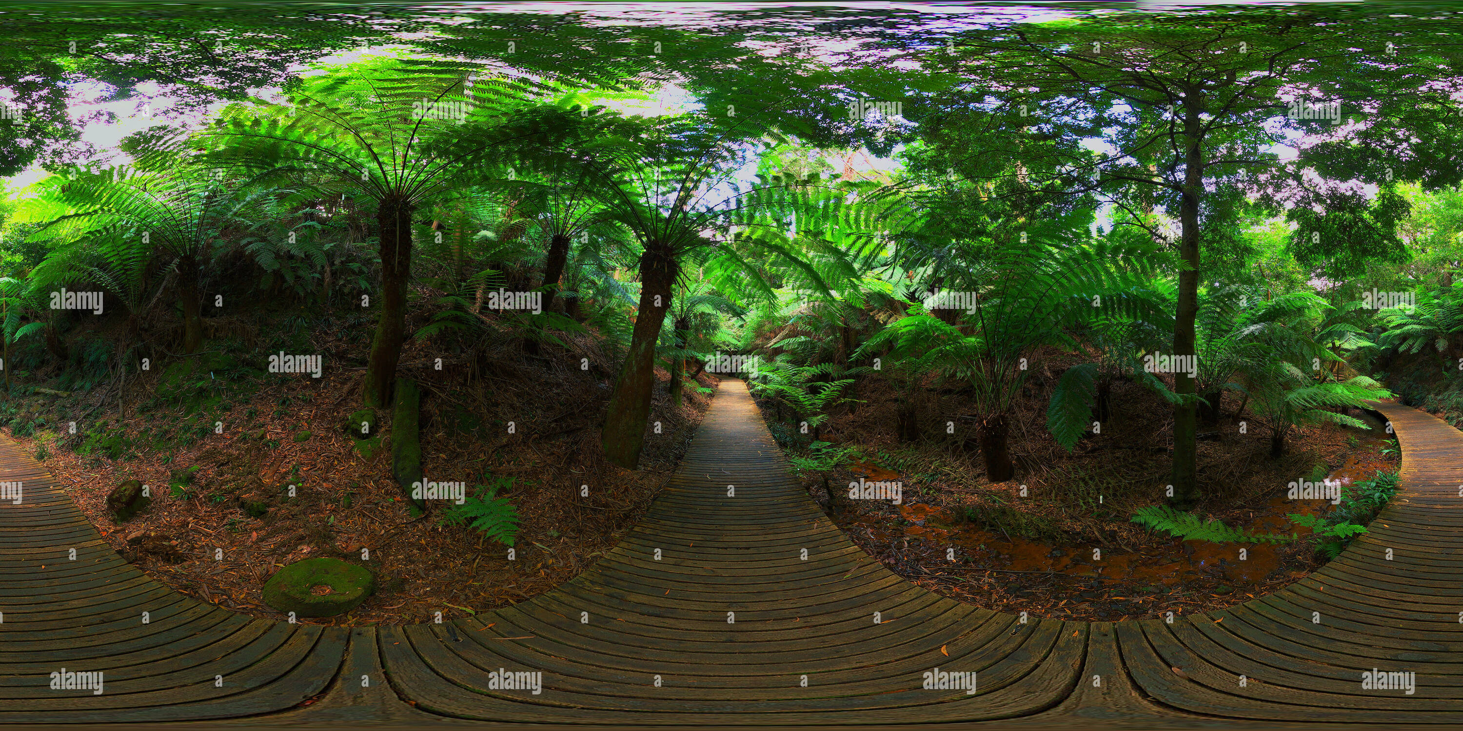 360° view of Canberra - National Botanic Gardens Rainforest 1 - Alamy