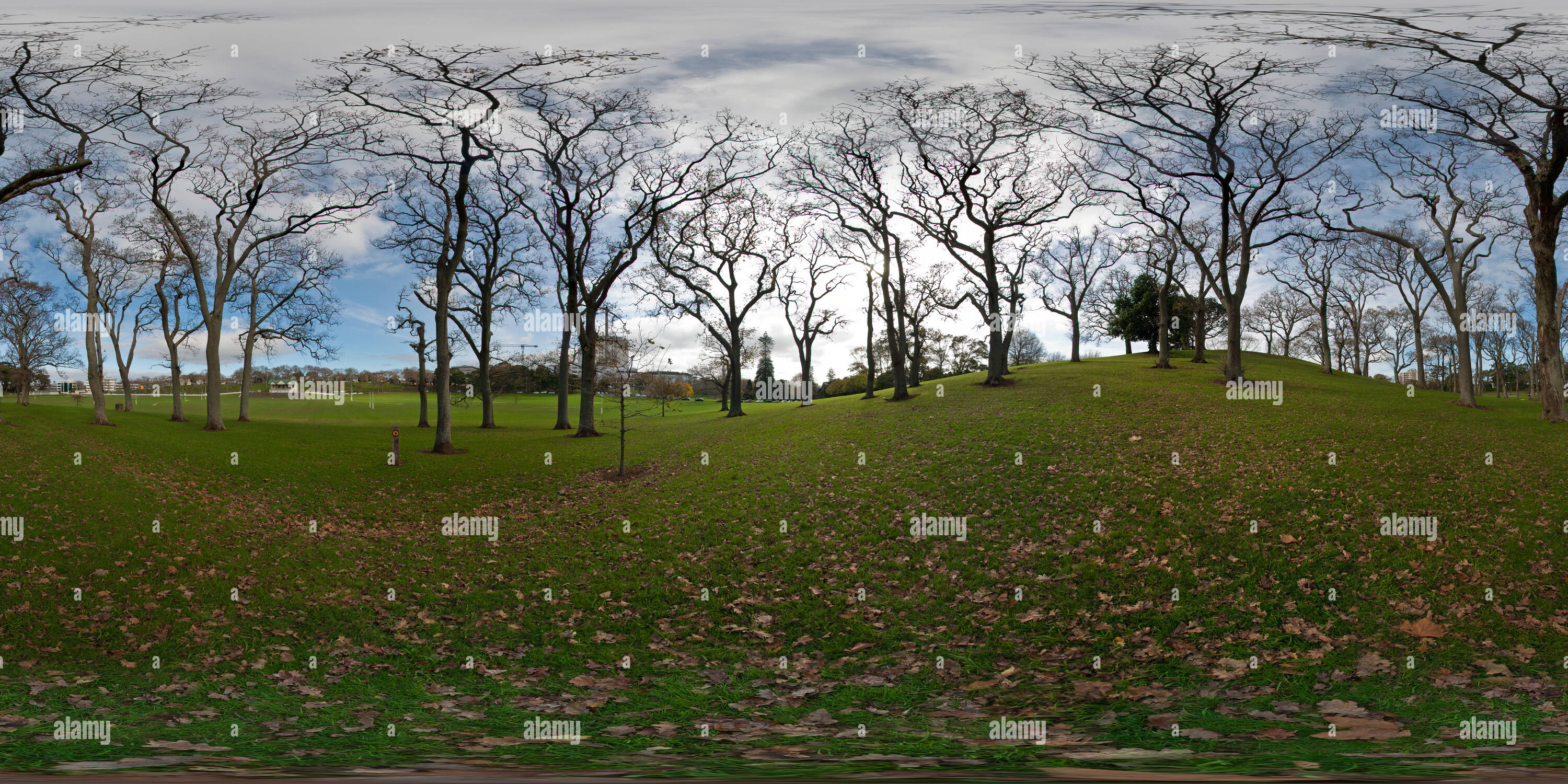 360° view of Domain Grove of Trees - Alamy