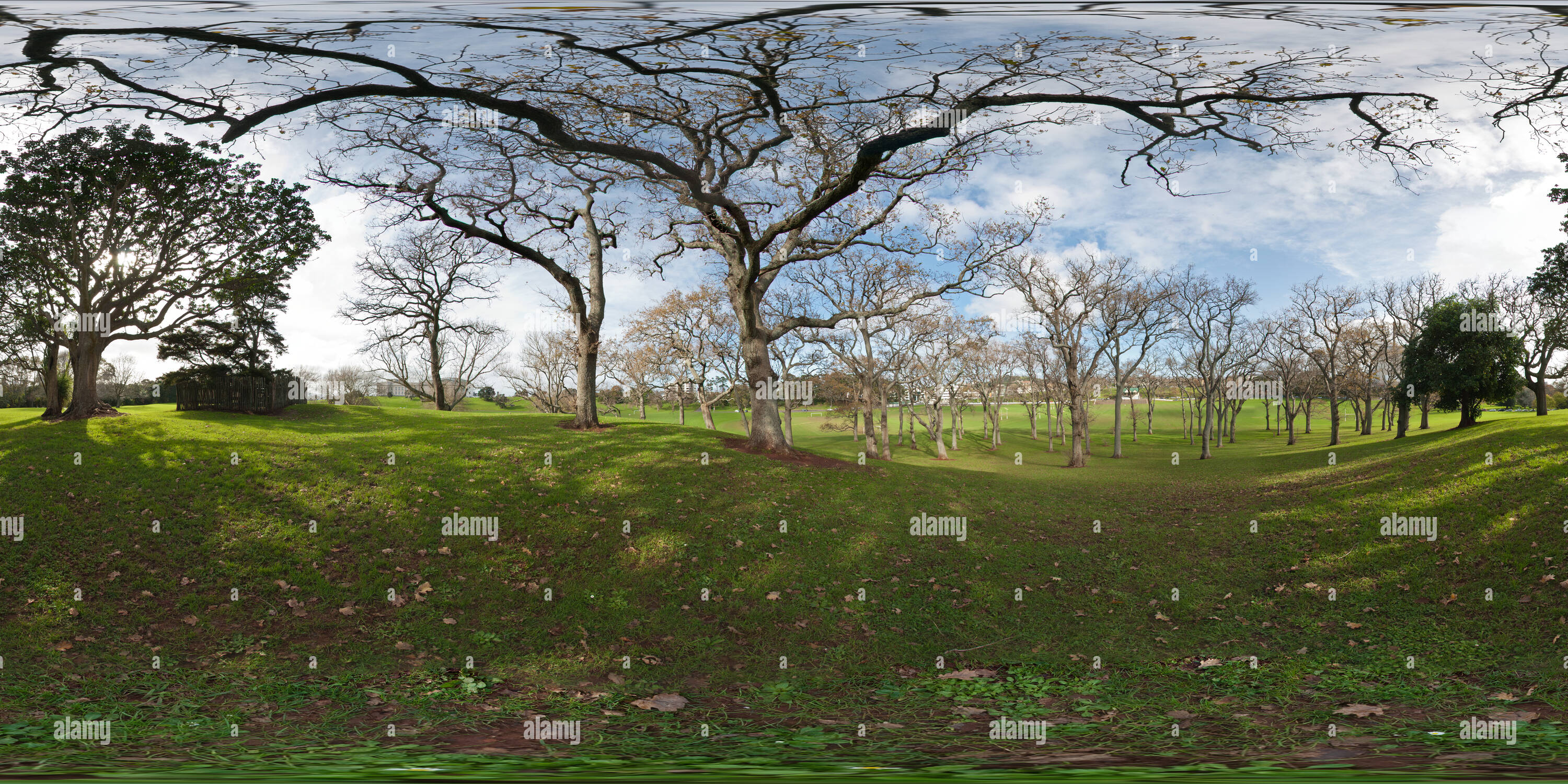 360° view of Grove of Trees, Auckland Domain - Alamy