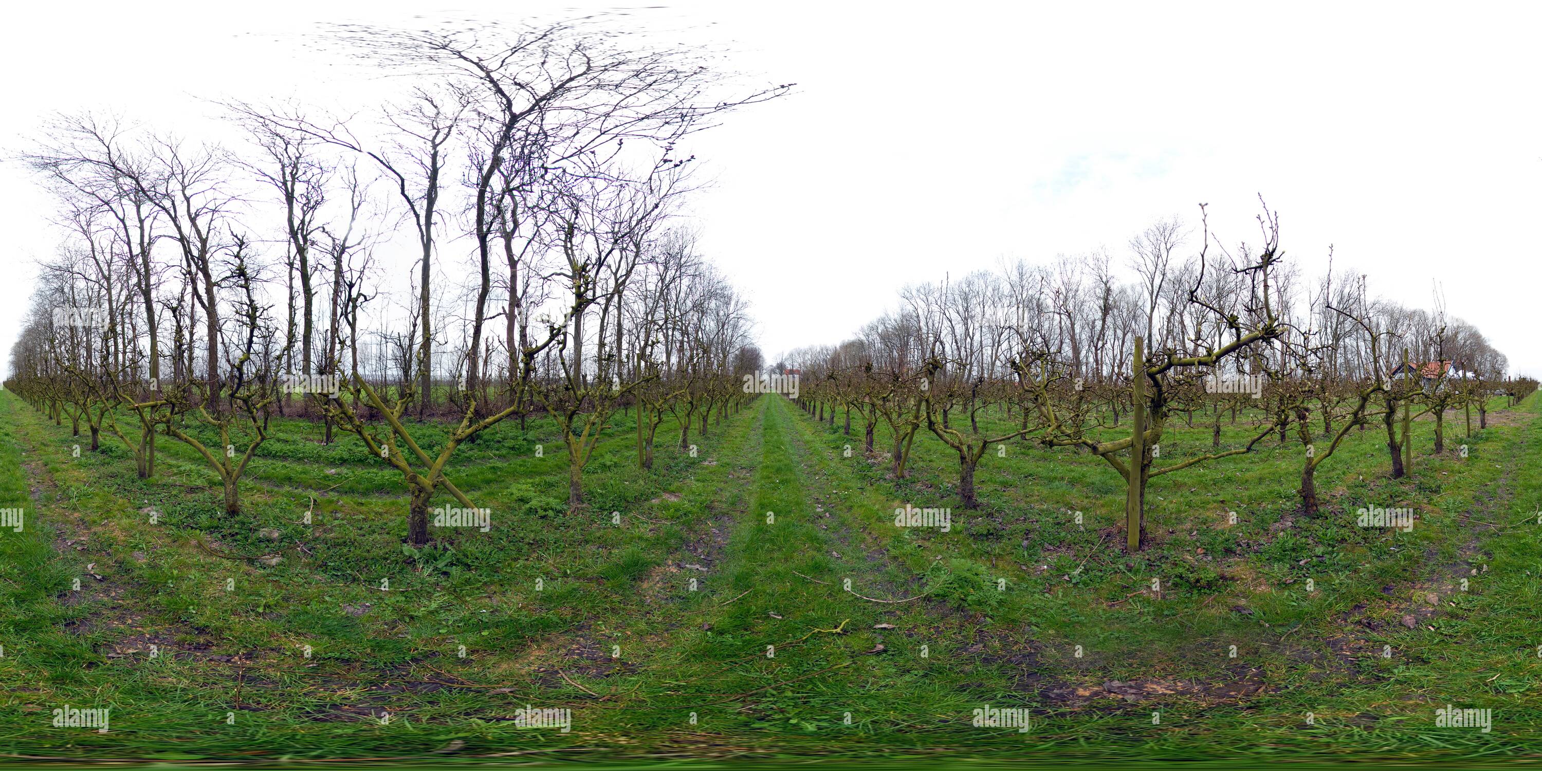 Boomgaard hi-res stock photography and images - Alamy