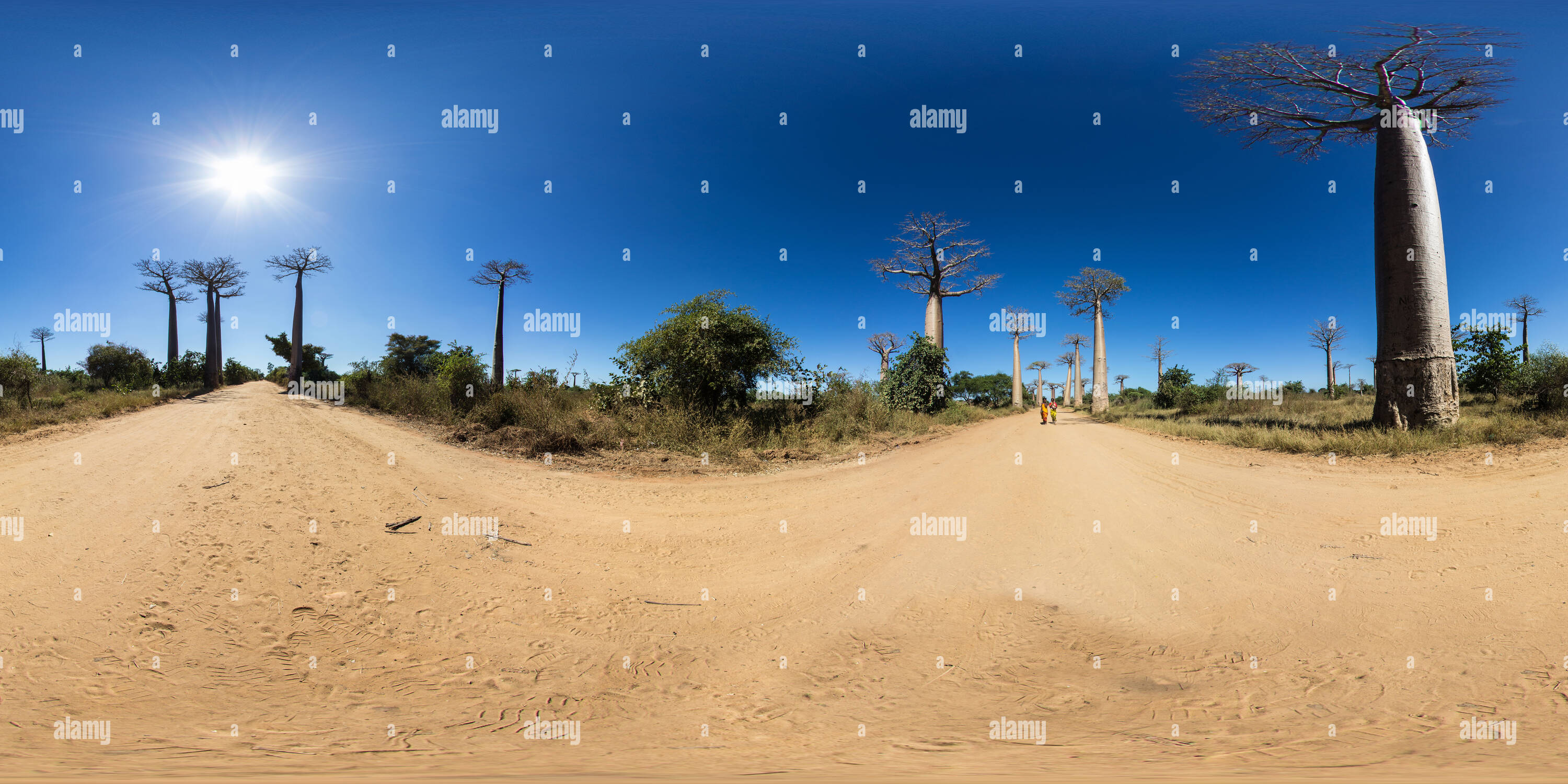 360° view of Baobab Alley 2 - Alamy