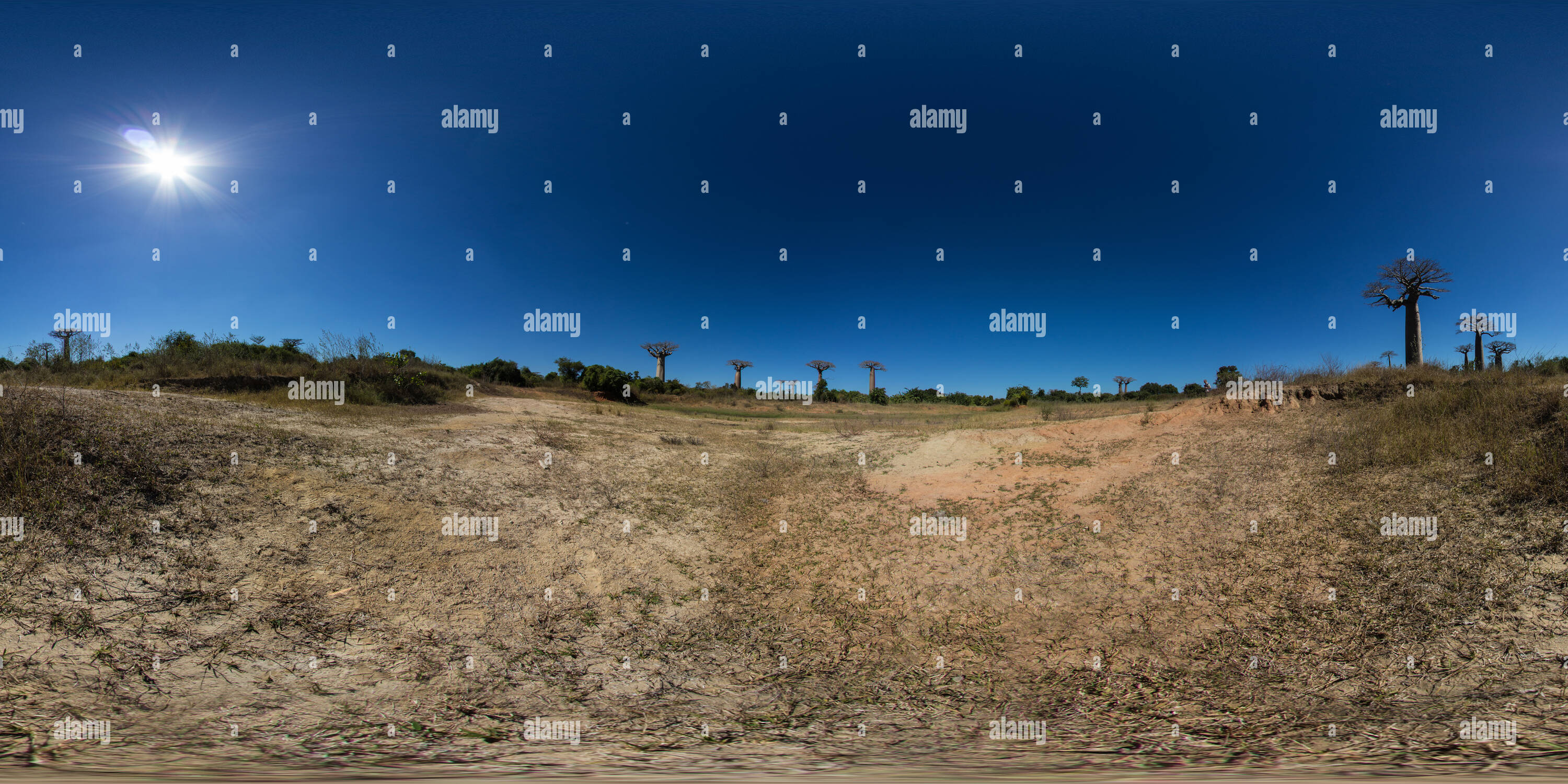 360° view of Baobab Alley 3 - Alamy