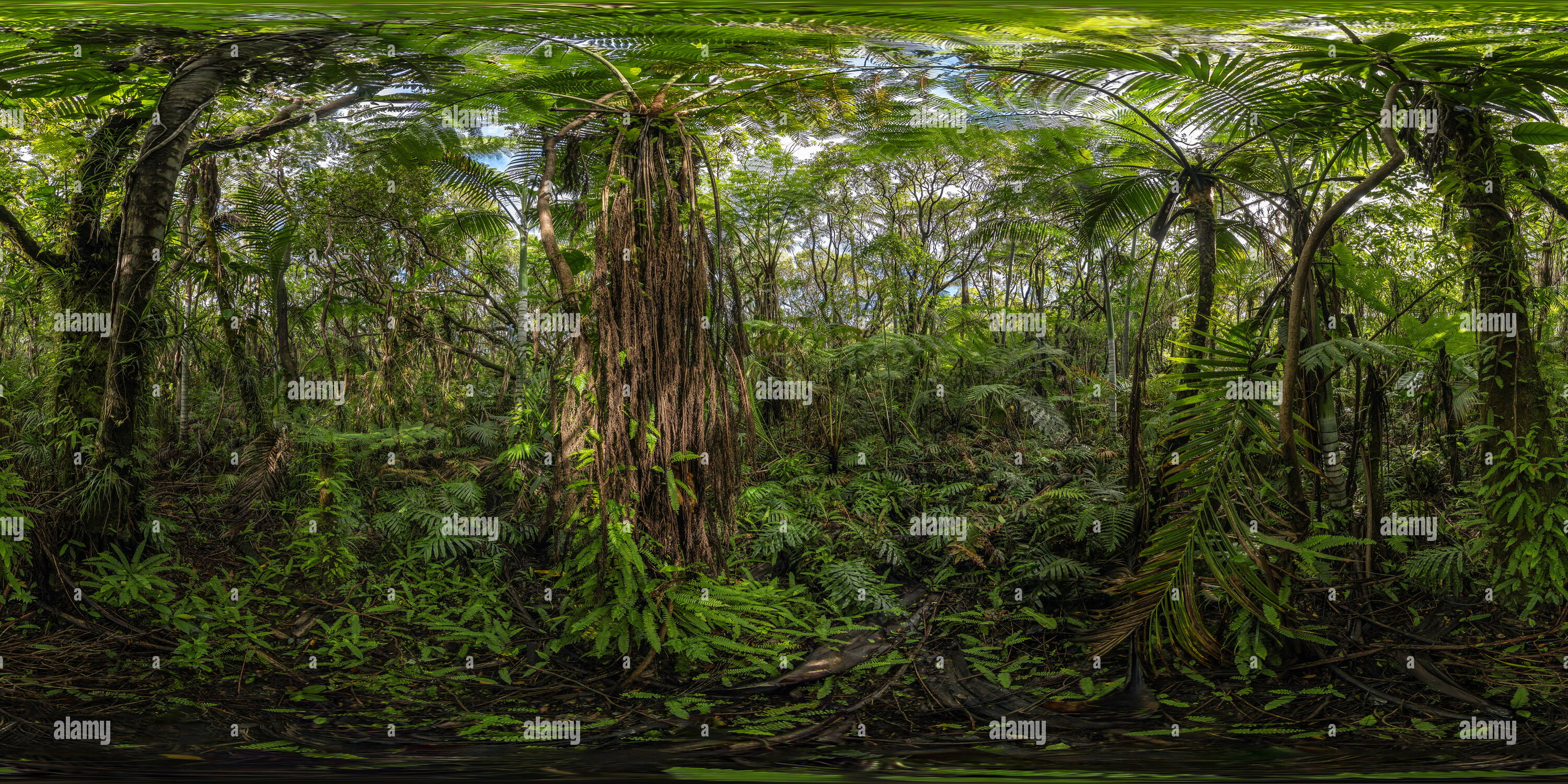 Vanuatu Rainforest