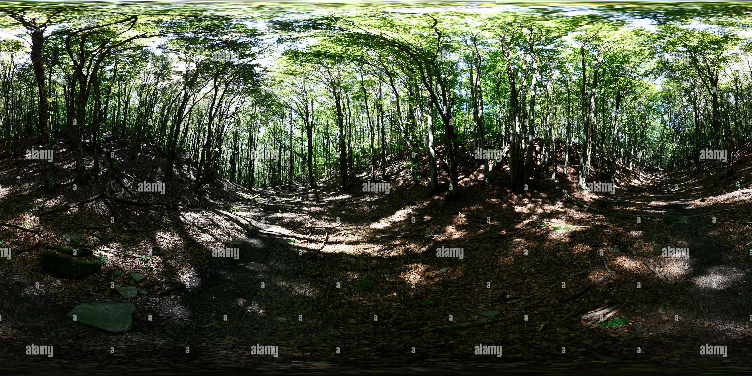 Varsi hi-res stock photography and images - Alamy