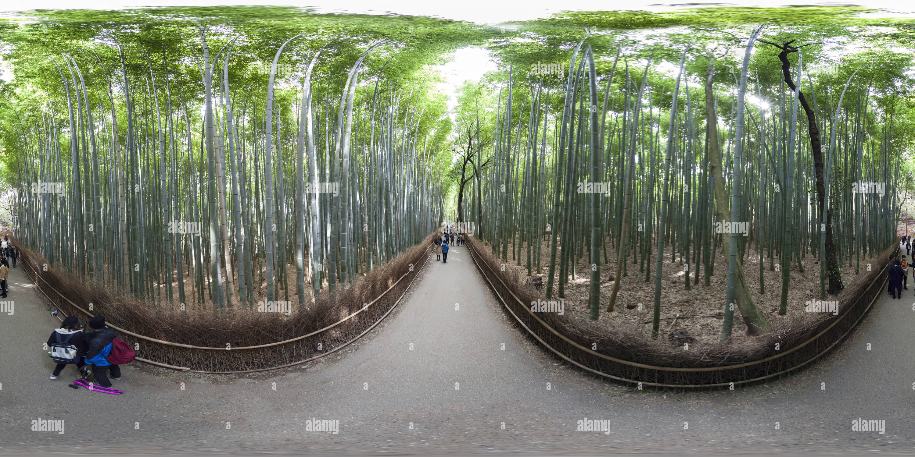 360° view of Bamboo forest in Arashiyama. Kyoto. Japan - Alamy