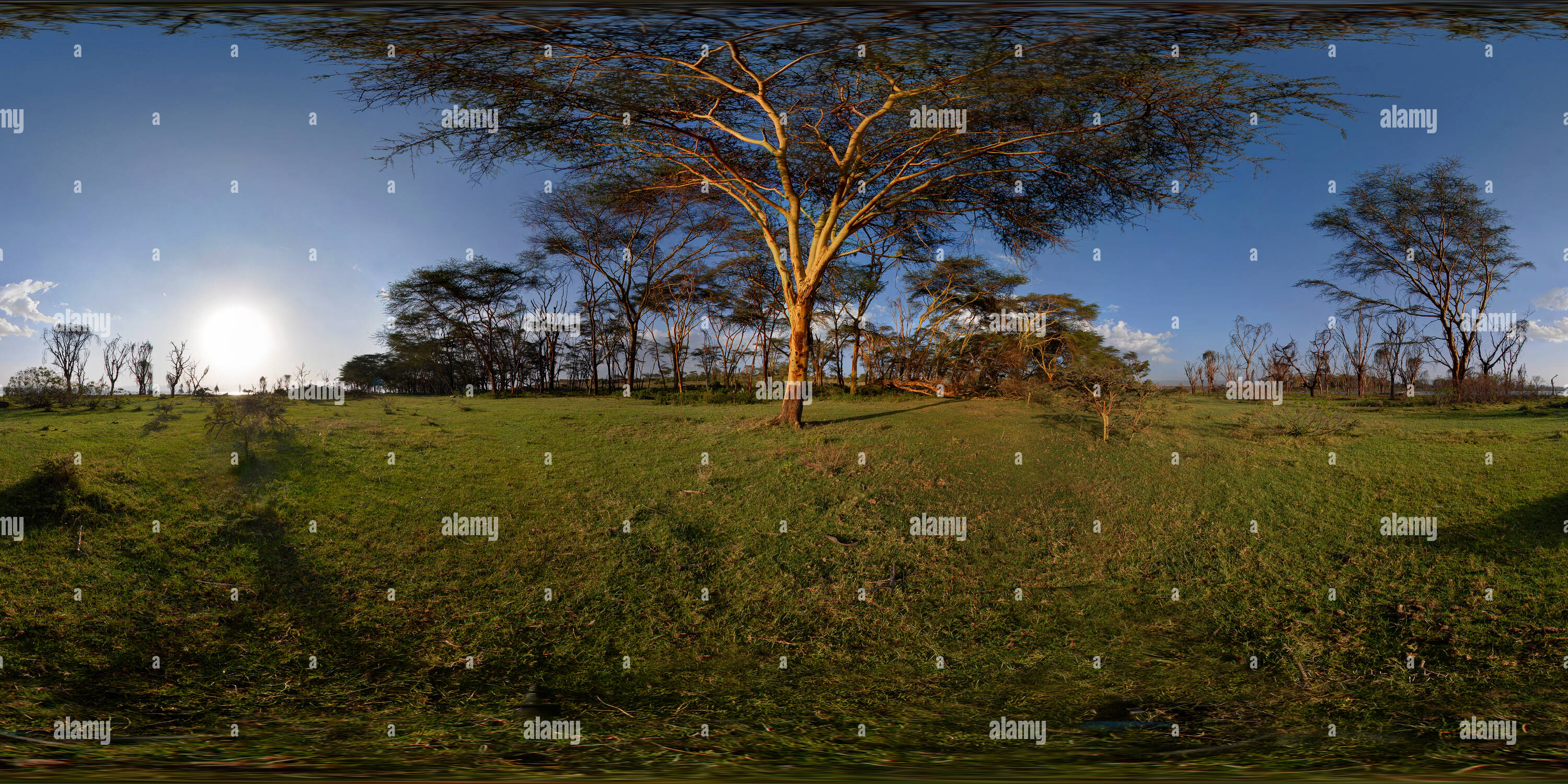 360° view of Fever tree, Lake Naivasha, Kenya - Alamy