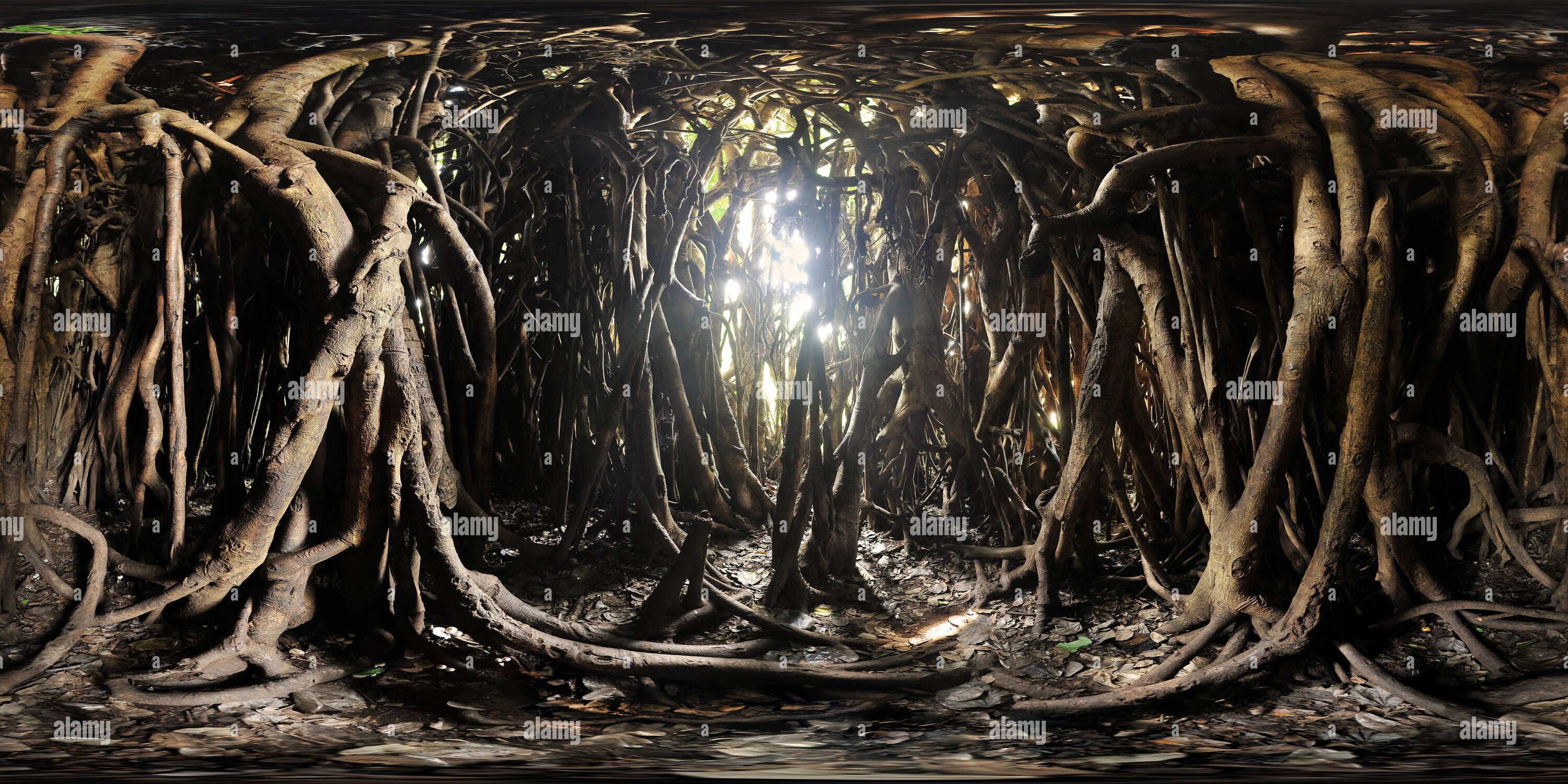 360° view of Maria Aurora's Millennium Tree - Alamy