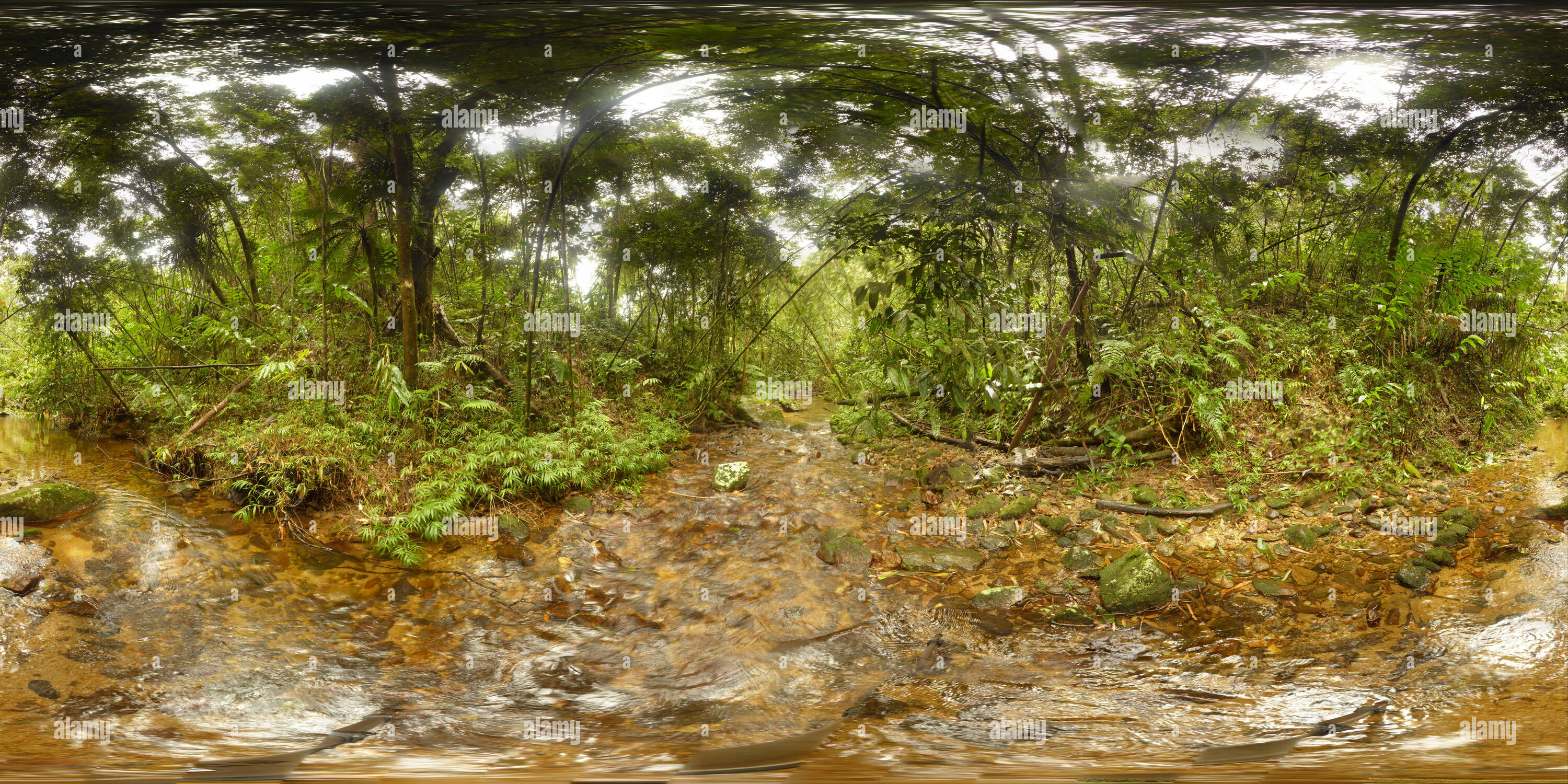 360° view of Aramy tree in Masoala NP - Alamy
