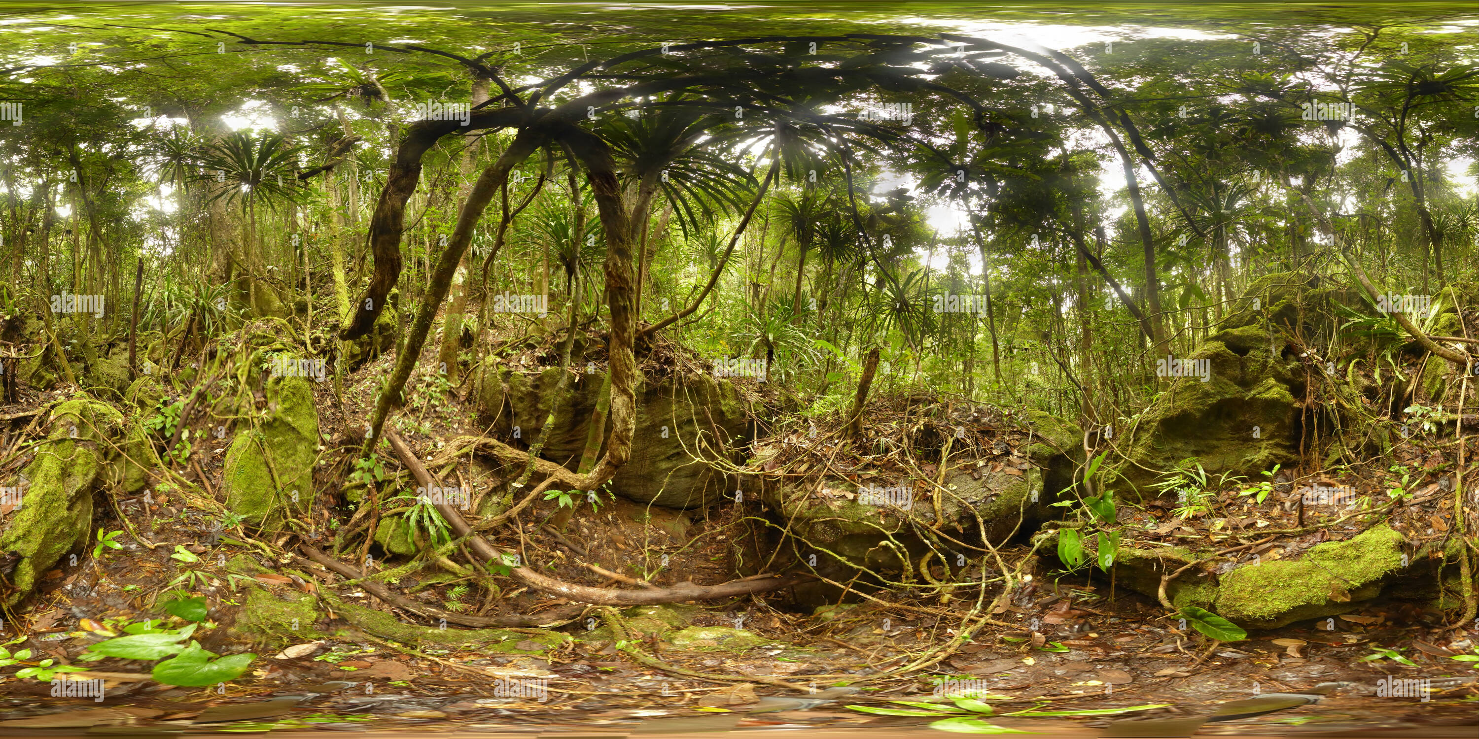 360° view of Aramy tree in Masoala NP - Alamy