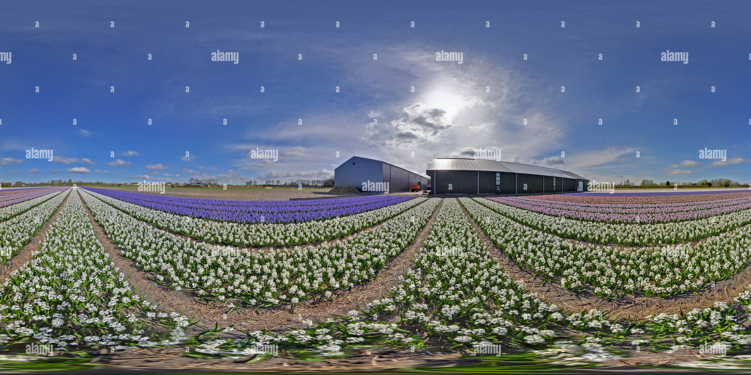 360° view of Dutch Flower Bulb Field - The Netherlands - Alamy