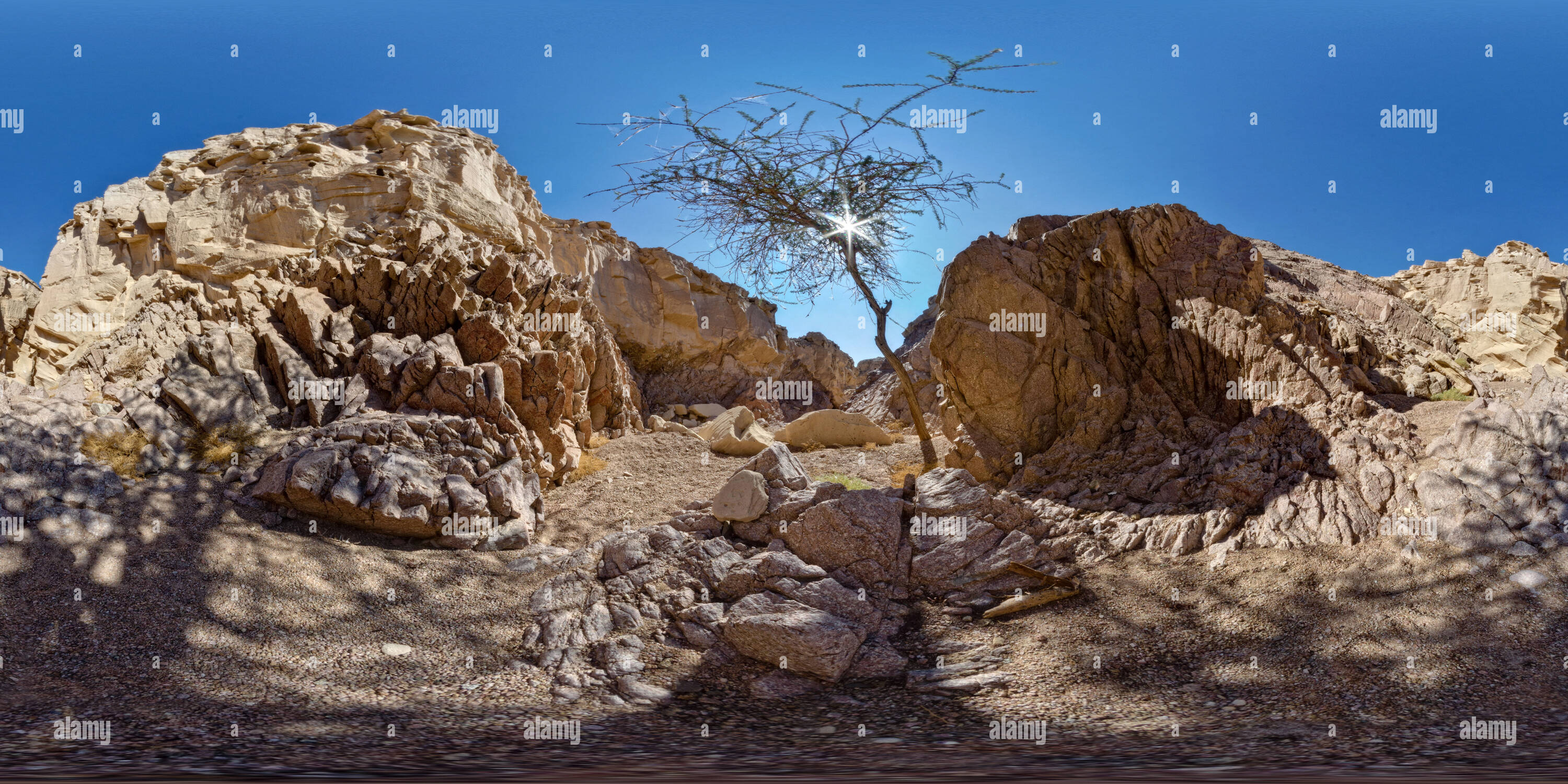 Acacia tree sinai desert egypt hi-res stock photography and images - Alamy