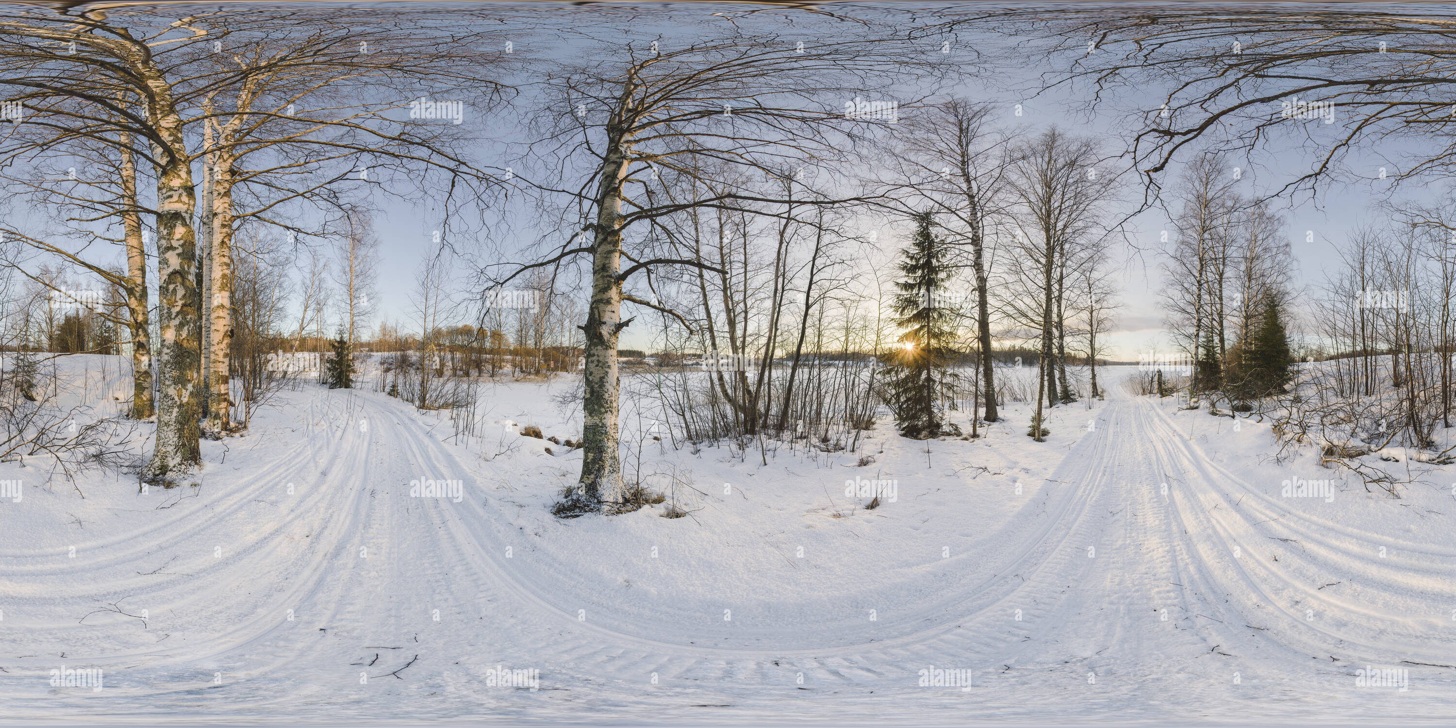 360° view of Snowmobile tracks in the woods - Alamy