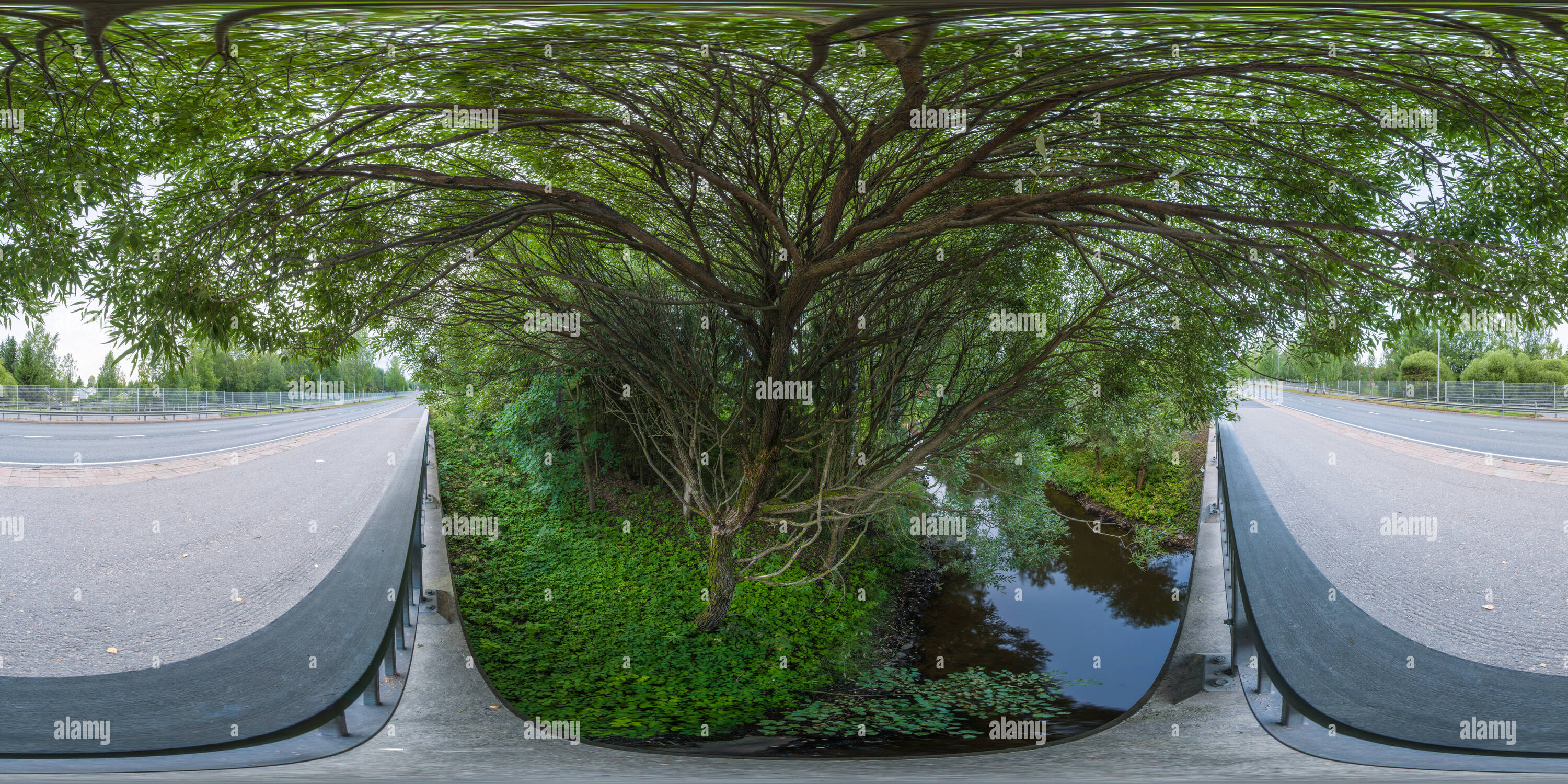 360° view of Tree overhanging on the side of the bridge - Alamy