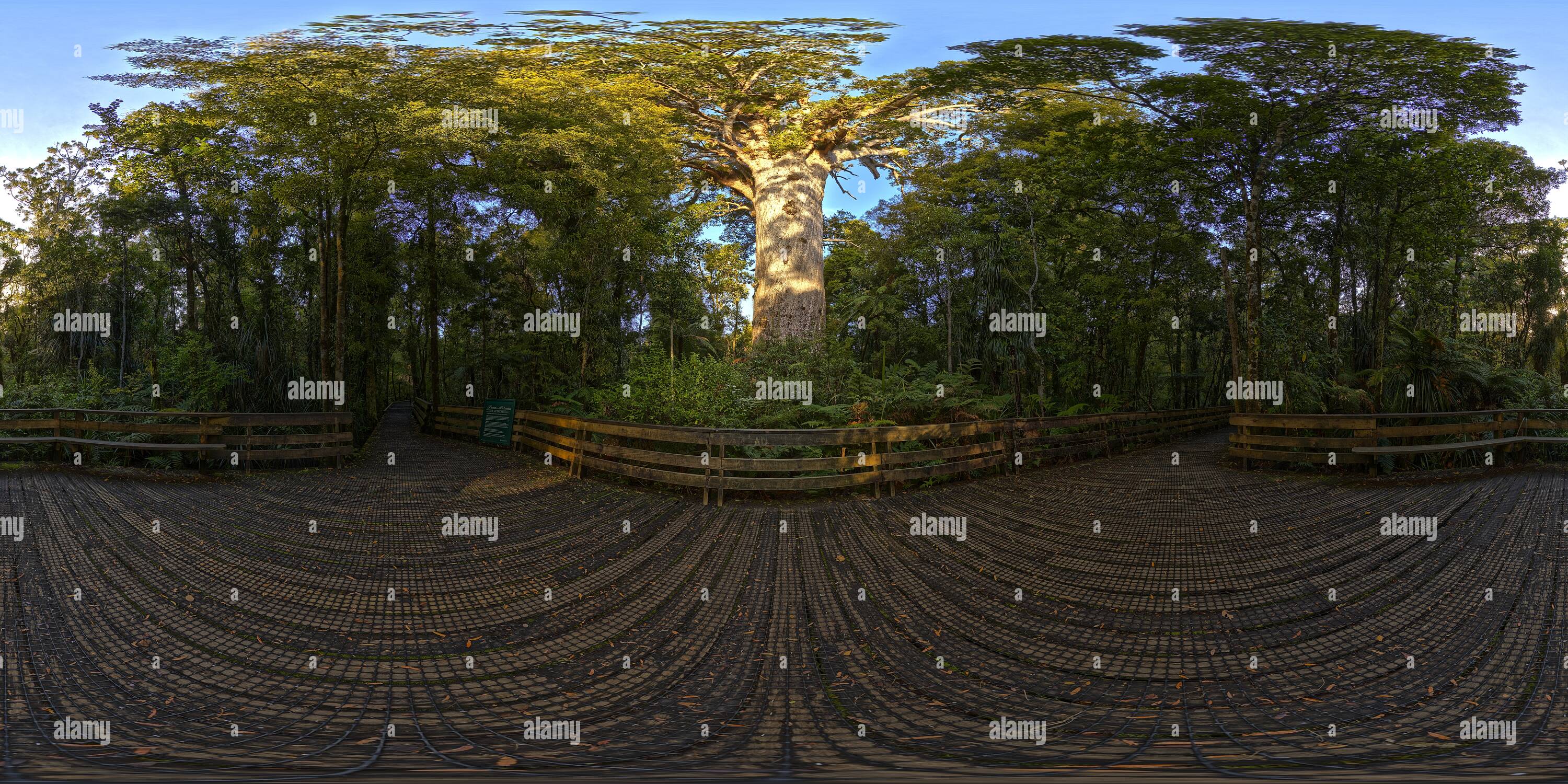 360° view of Tane Mahuta (Lord of the Forest - Alamy