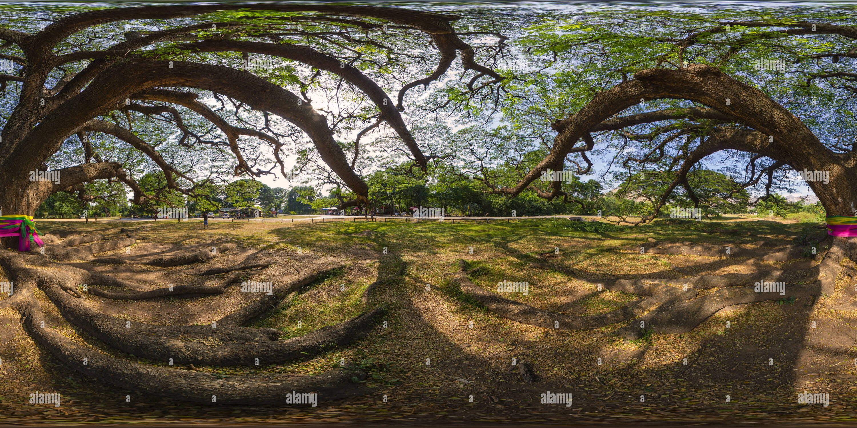 360° view of Giant rain tree - Alamy