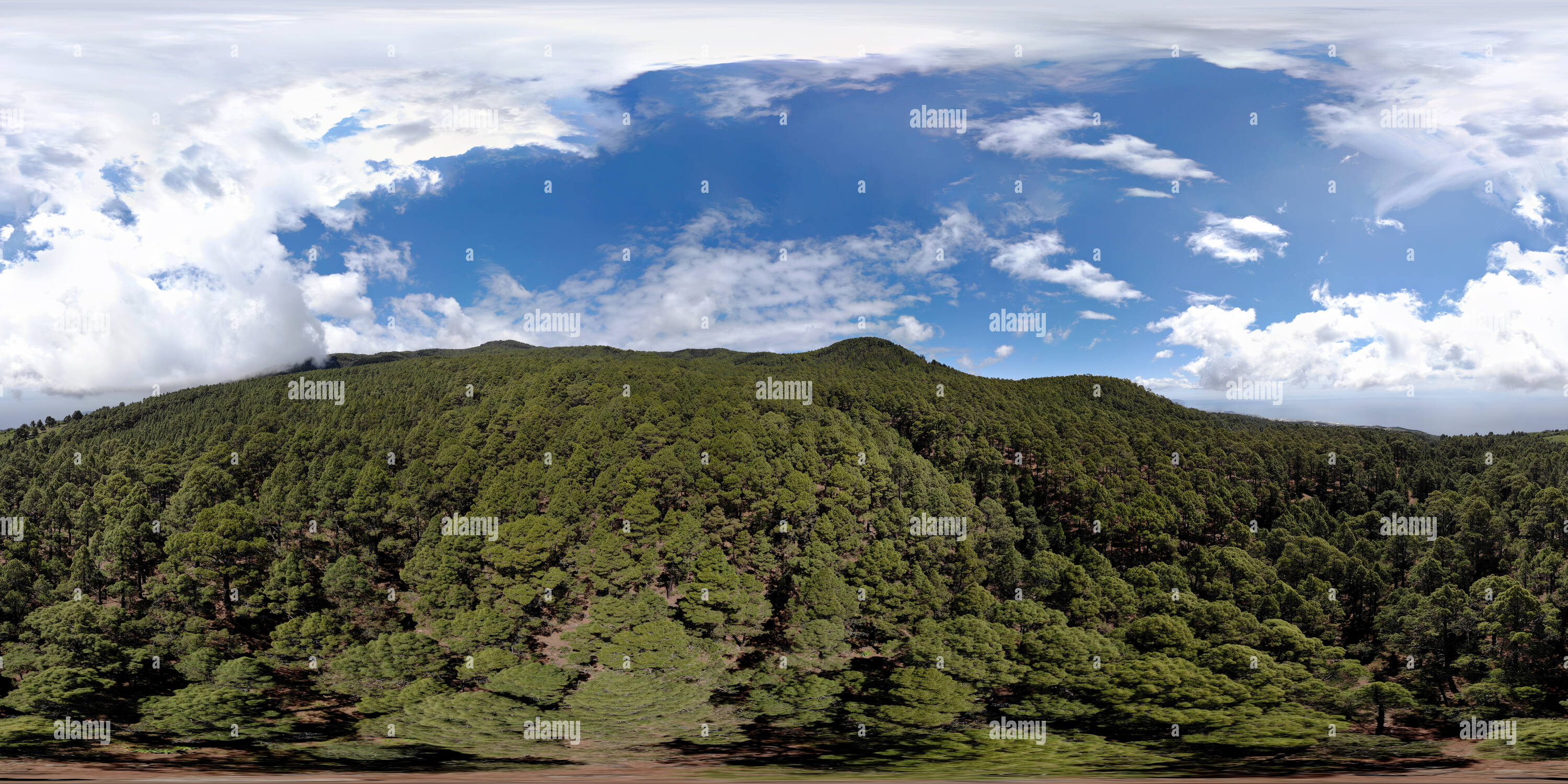 360° view of La Esperanza Pine Forest - Tenerife, Canary Islands - Alamy