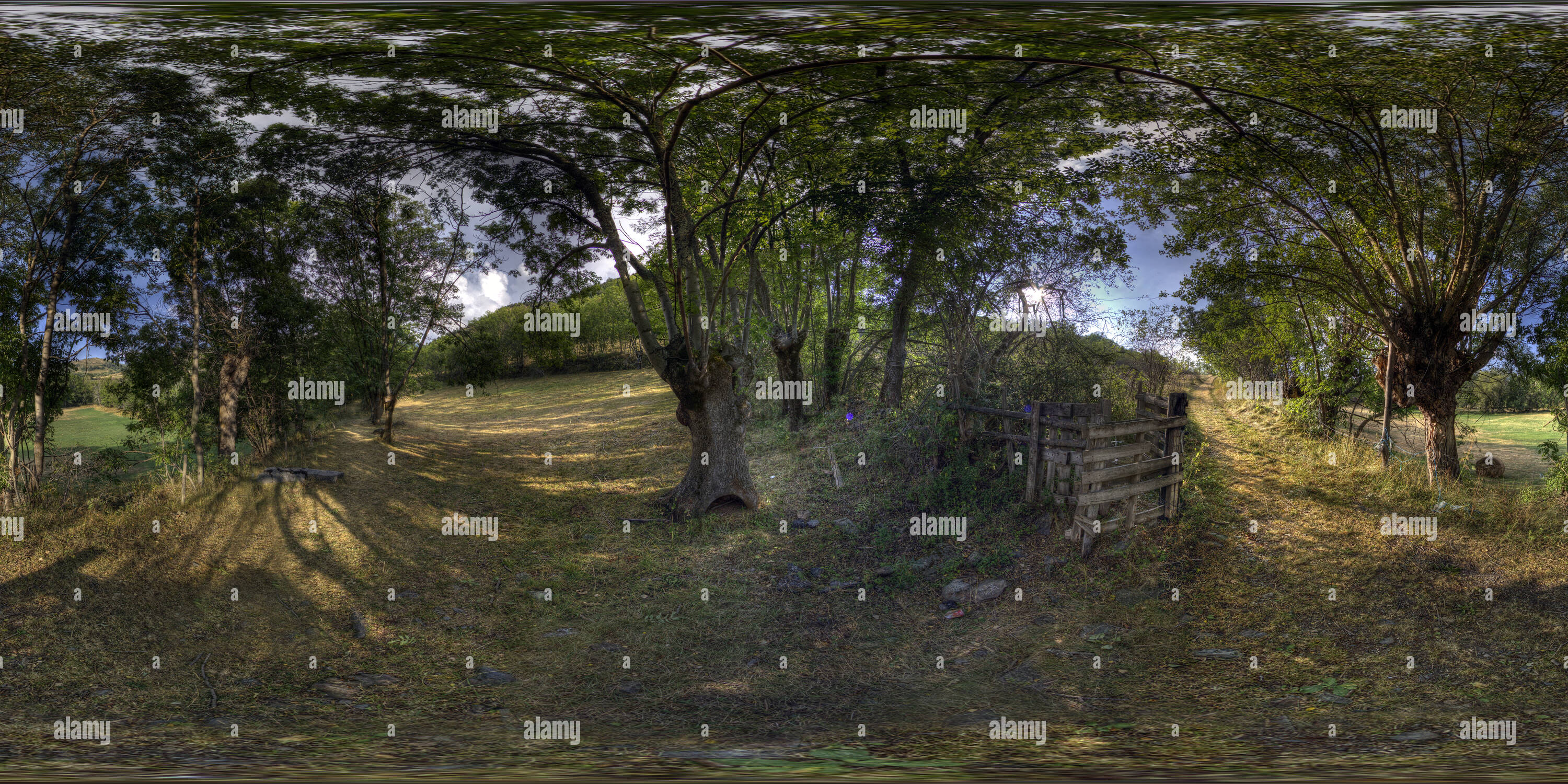 360° view of A walk in the forest - Alamy