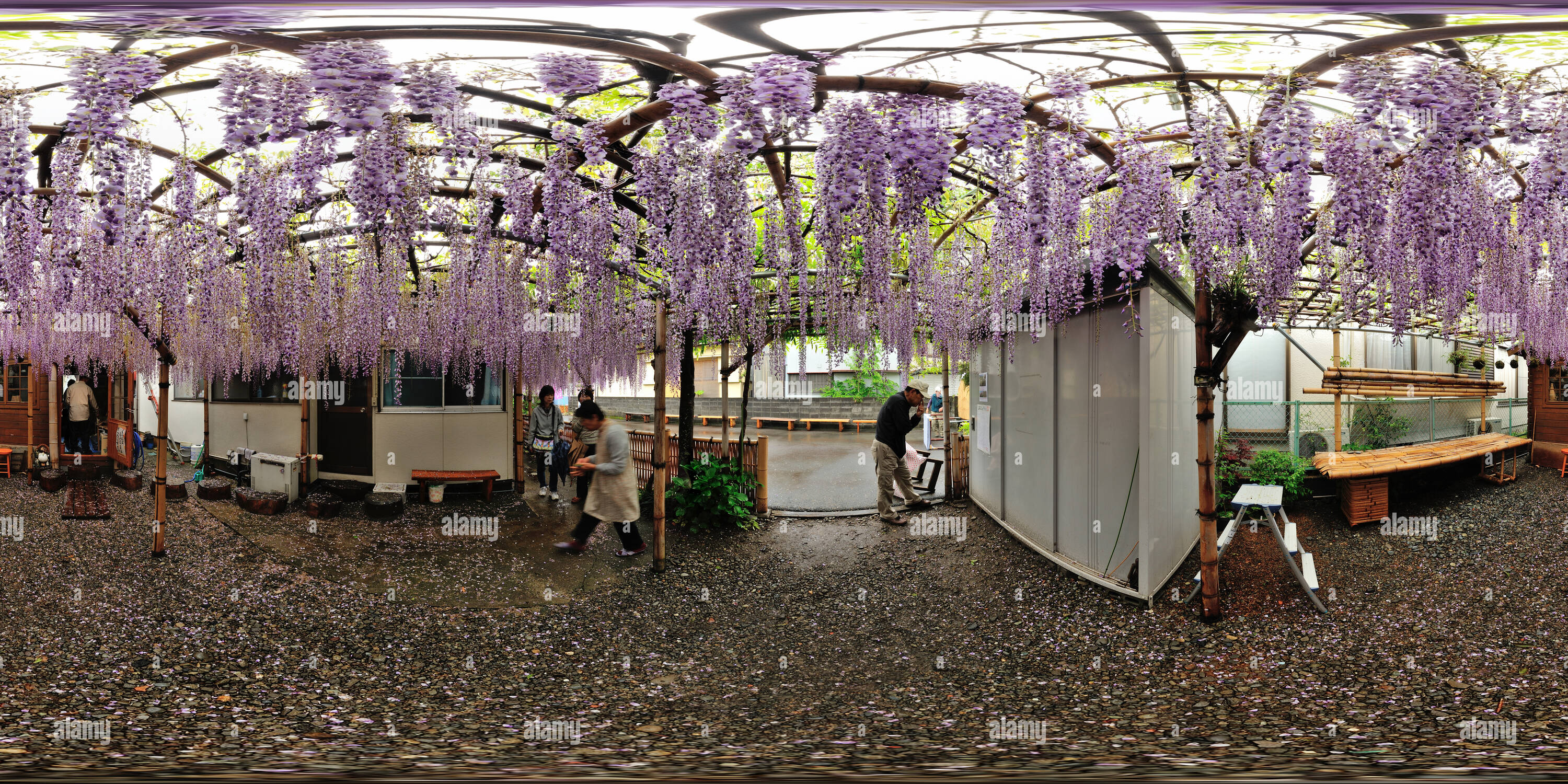 Wisteria trellis hi-res stock photography and images - Alamy