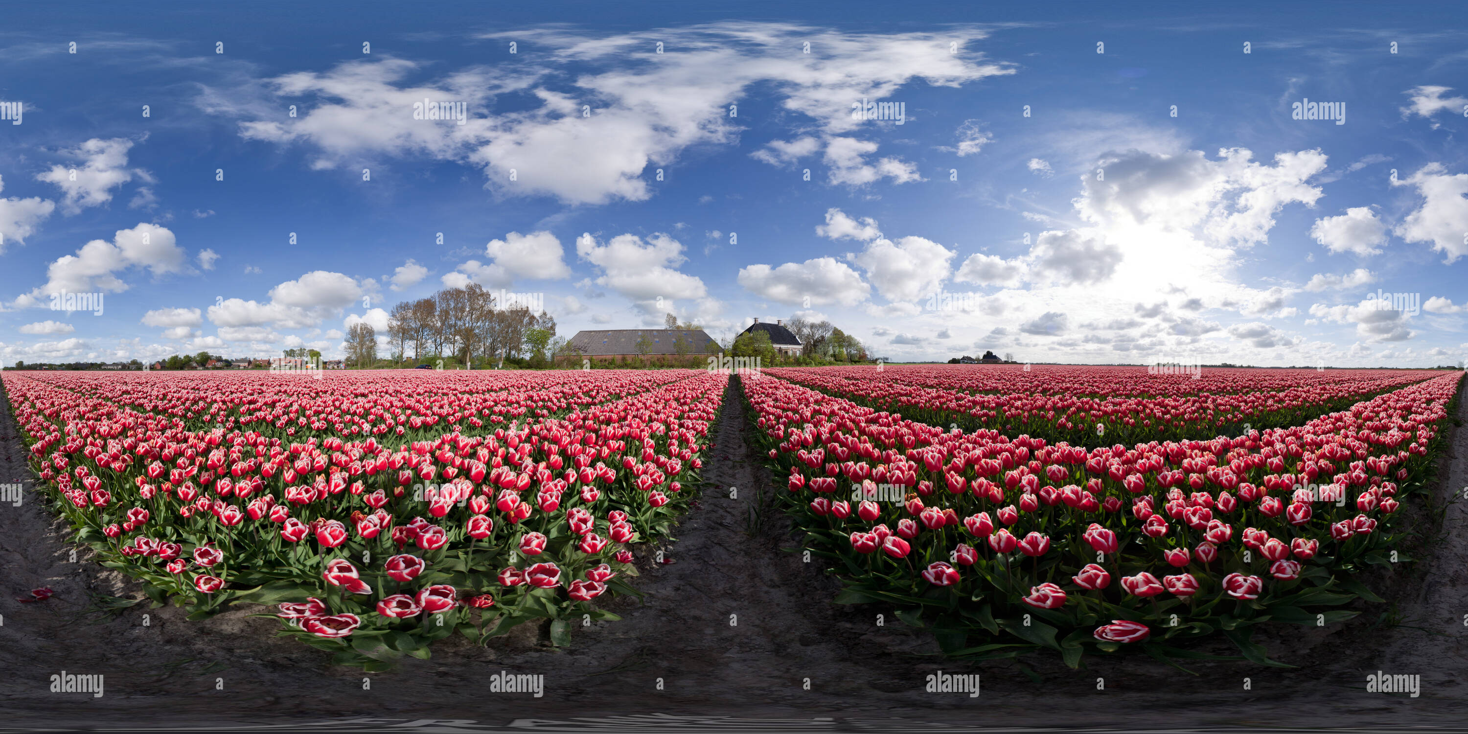 360° view of Field of Tulips - Alamy