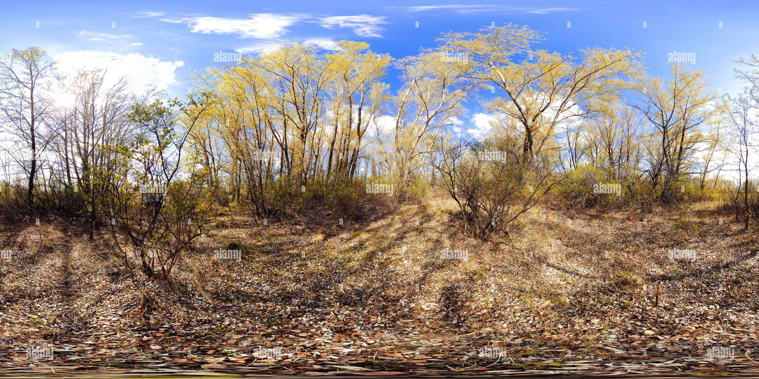 360° view of In the forest - Alamy