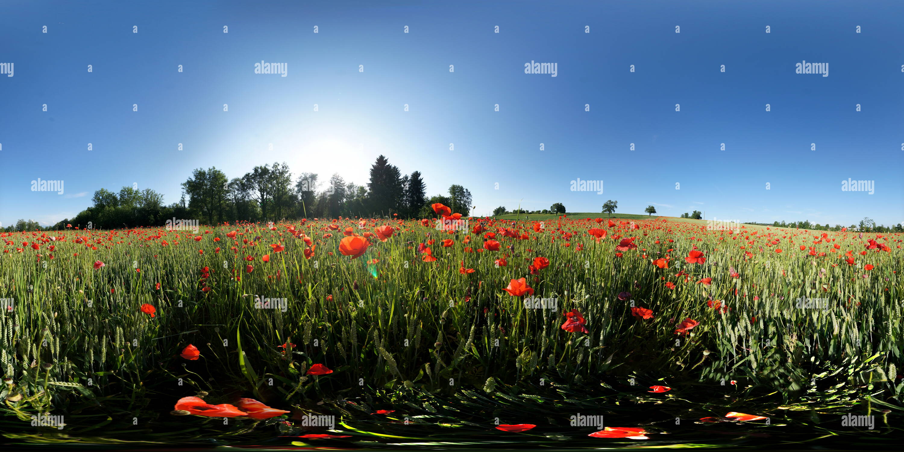 360° view of Switzerland Ottenbach Mohn Red Poppy - Alamy