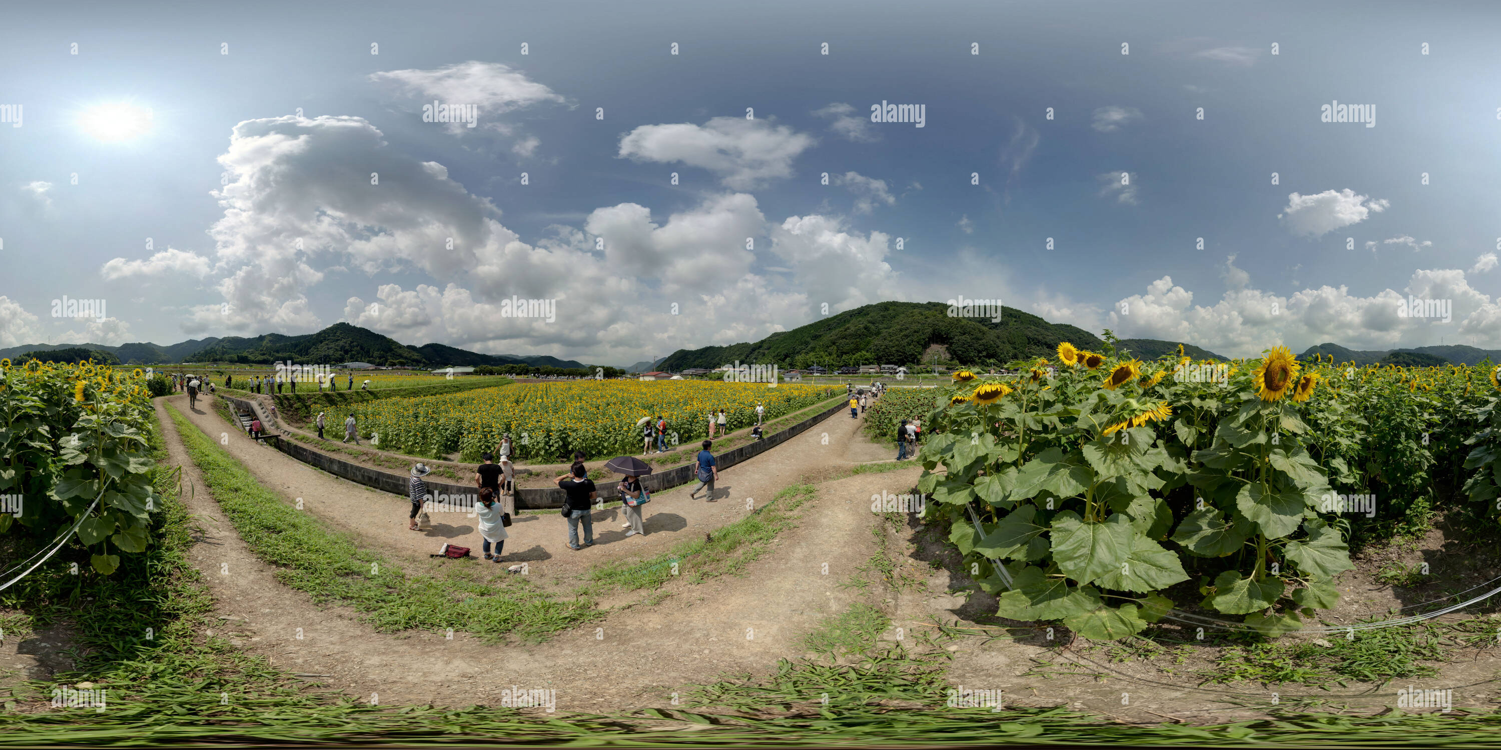 360° view of Sayo Sunflower Festival - Alamy