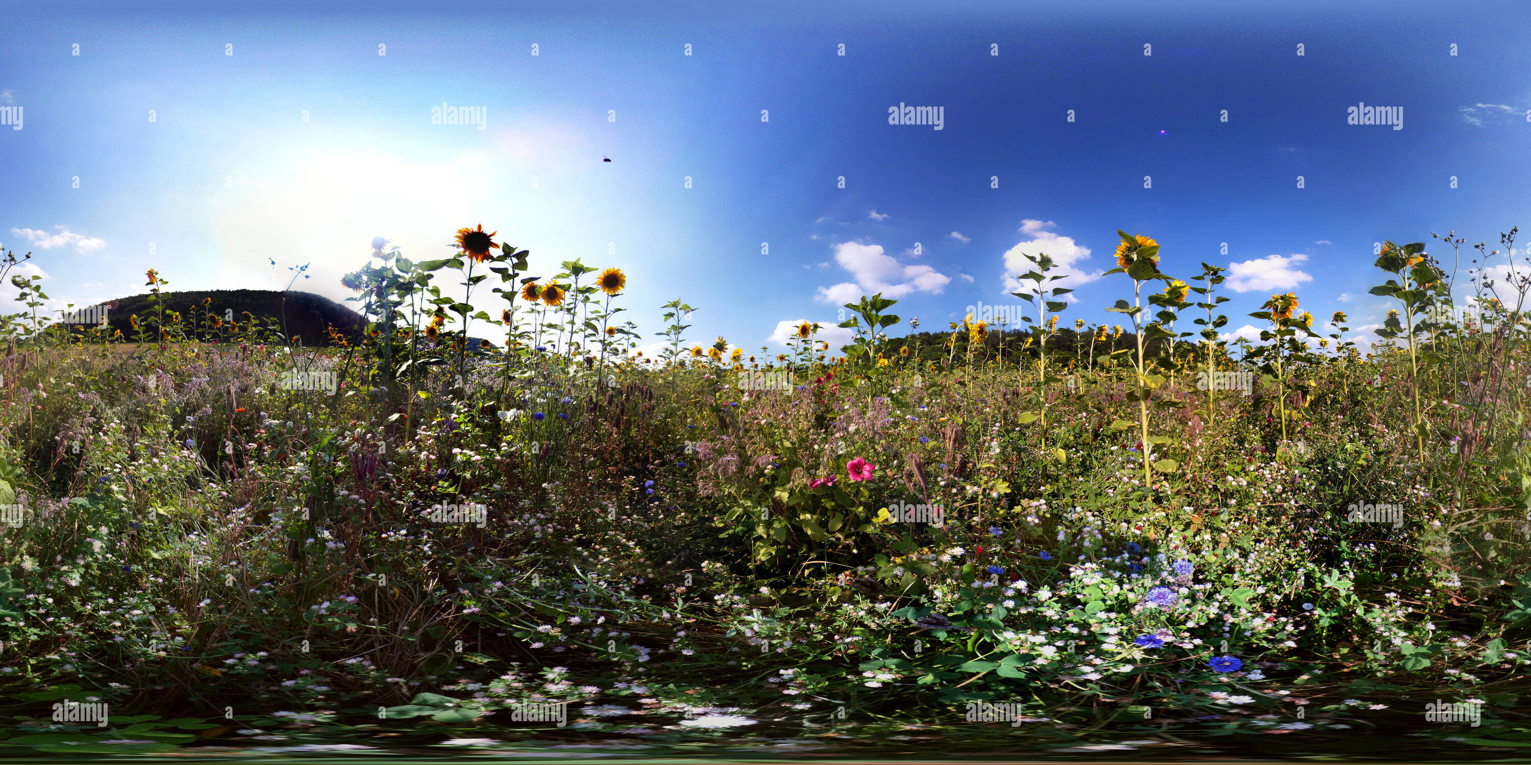 360° view of Bumble bee over flower meadow - Alamy