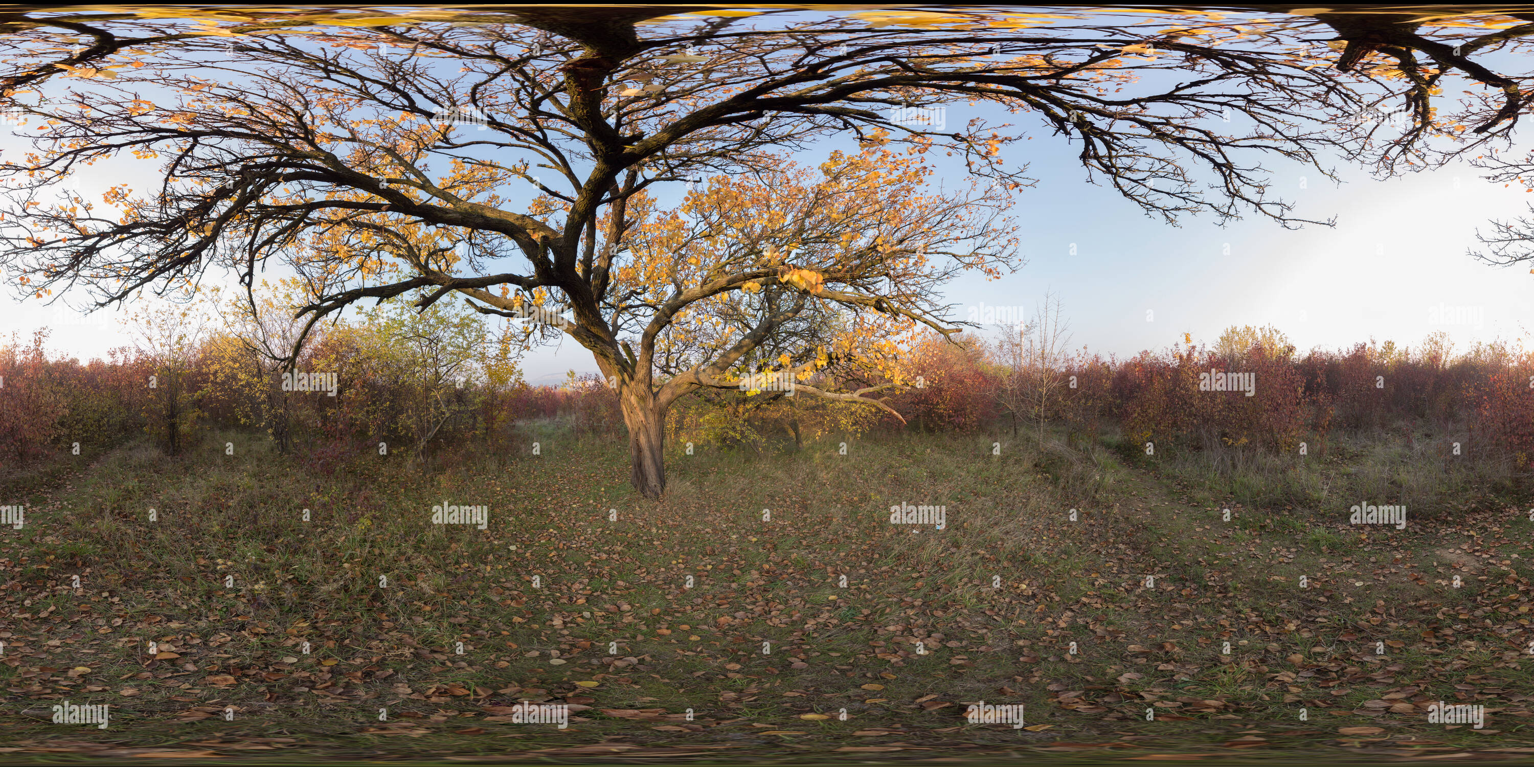 360° view of Tree at Bíla Hora - Alamy