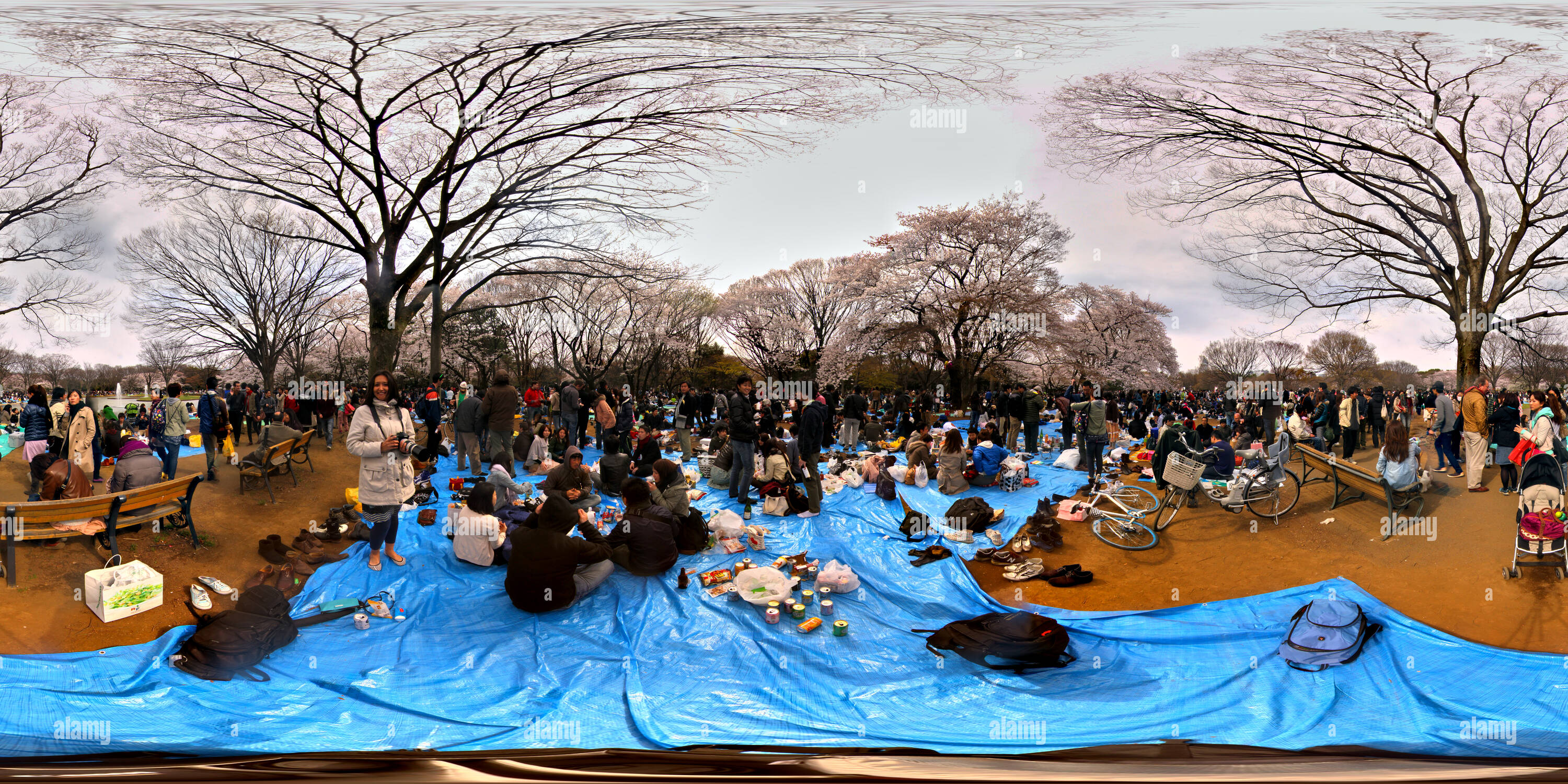 360° view of Japan, Tokyo, Harajuku Garden, Hanami - Alamy