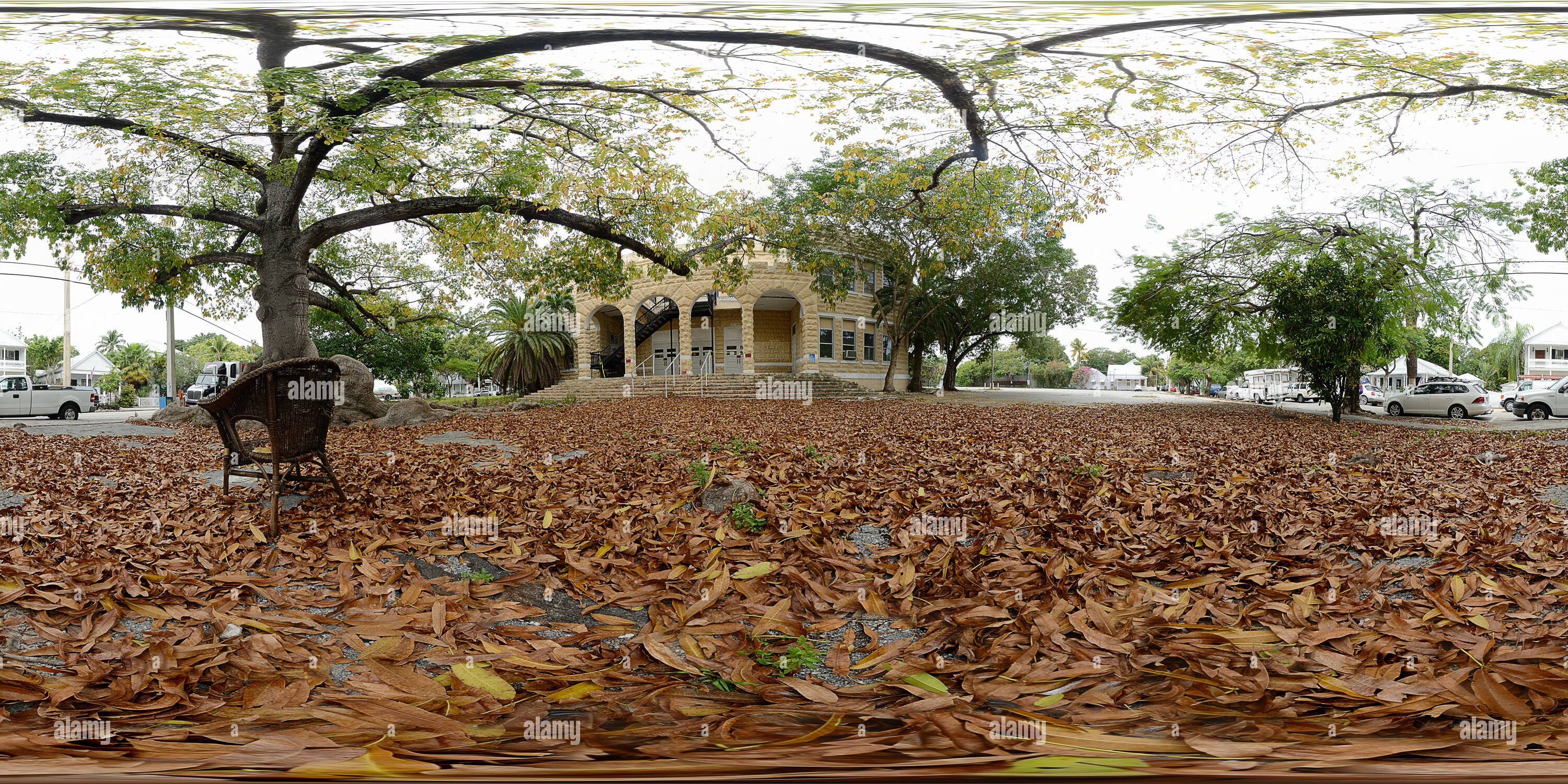 360° view of Harris School and kapok tree Key West - Alamy