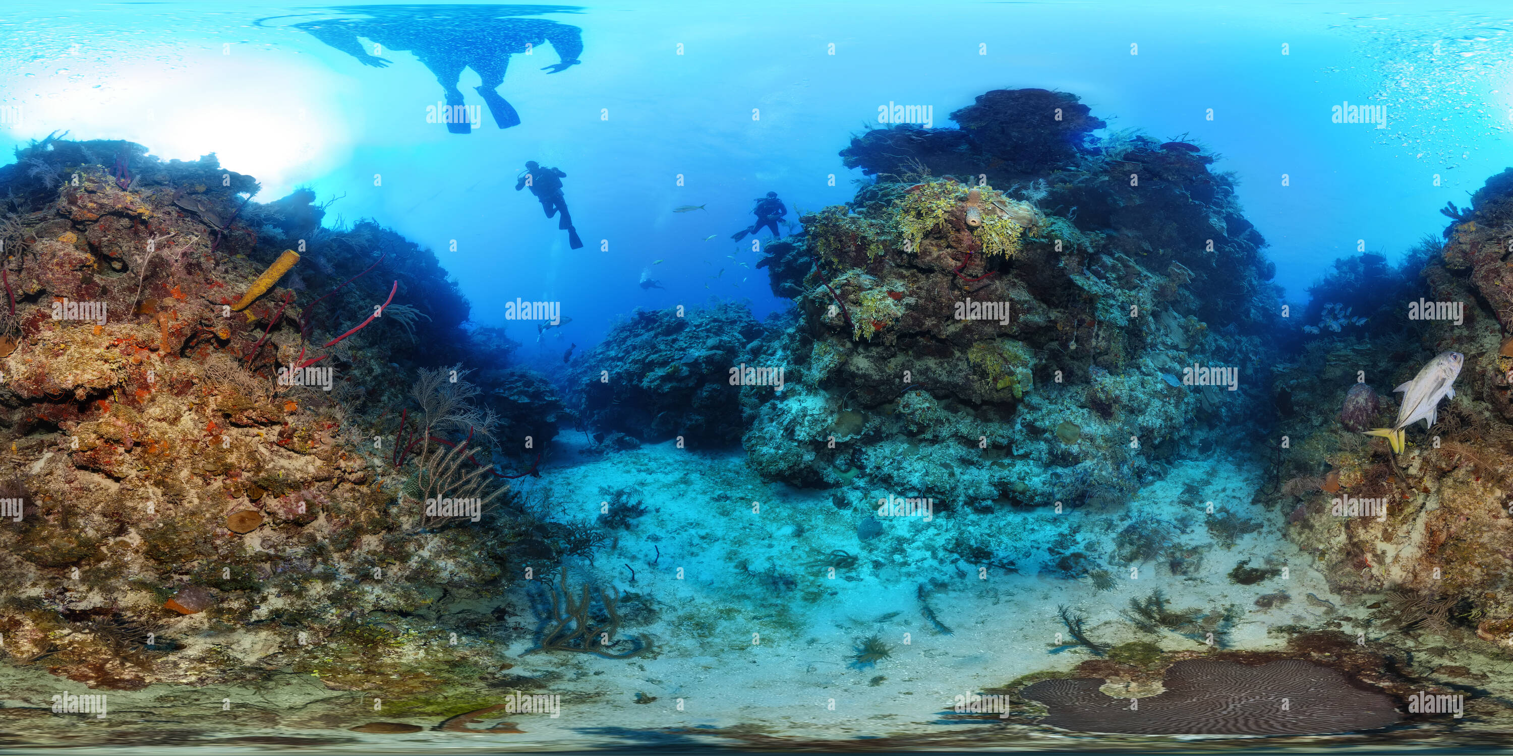 Mero fish hi-res stock photography and images - Alamy