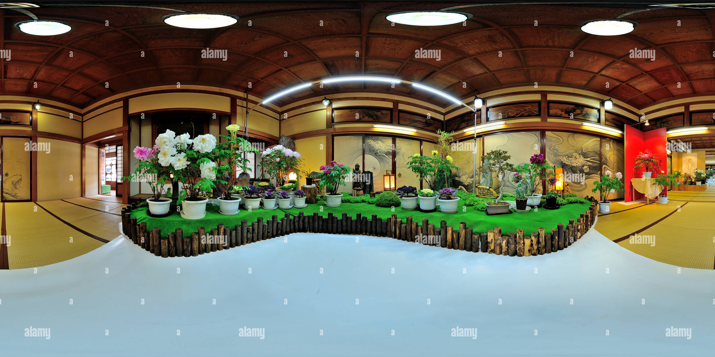 360° view of indoor peony garden - Alamy