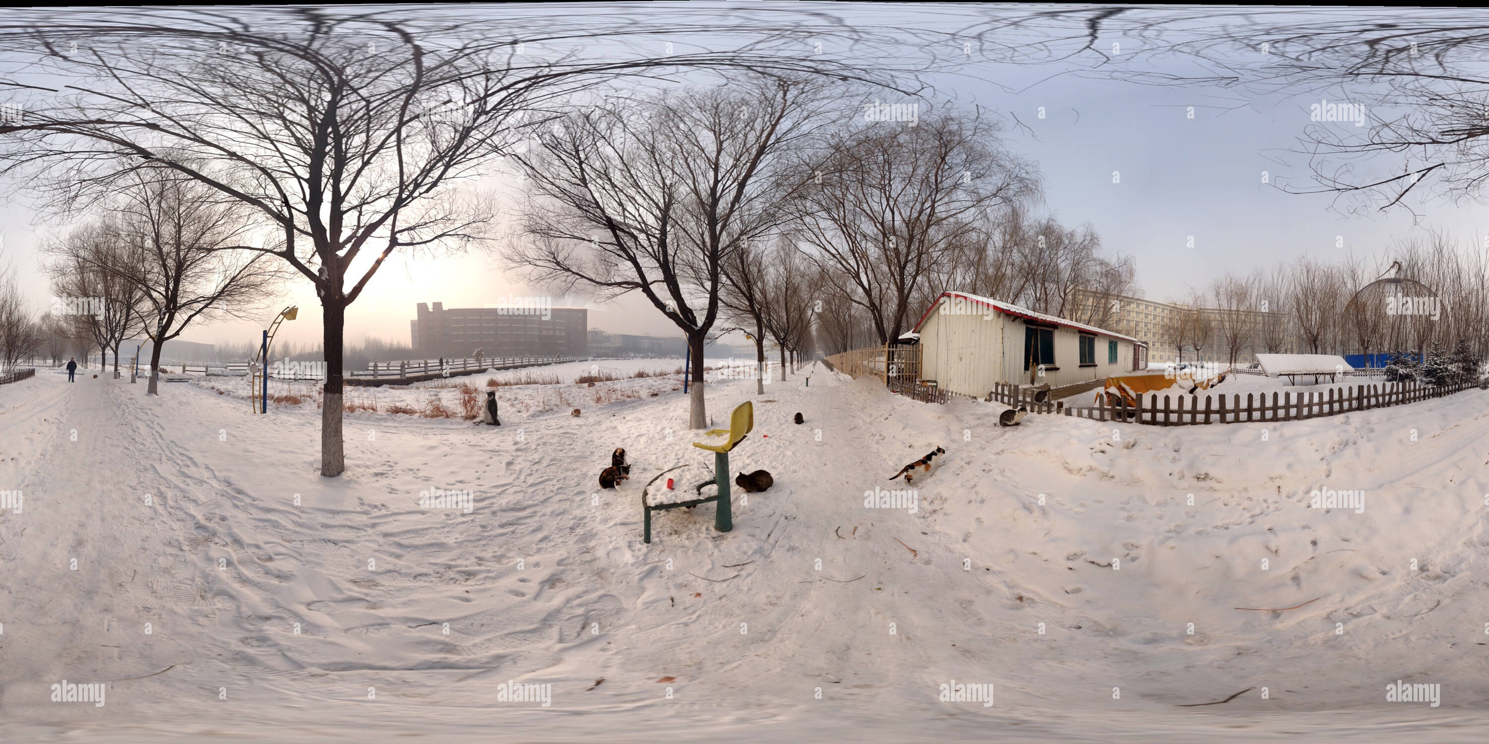 360° view of cat and cat and cat - Alamy