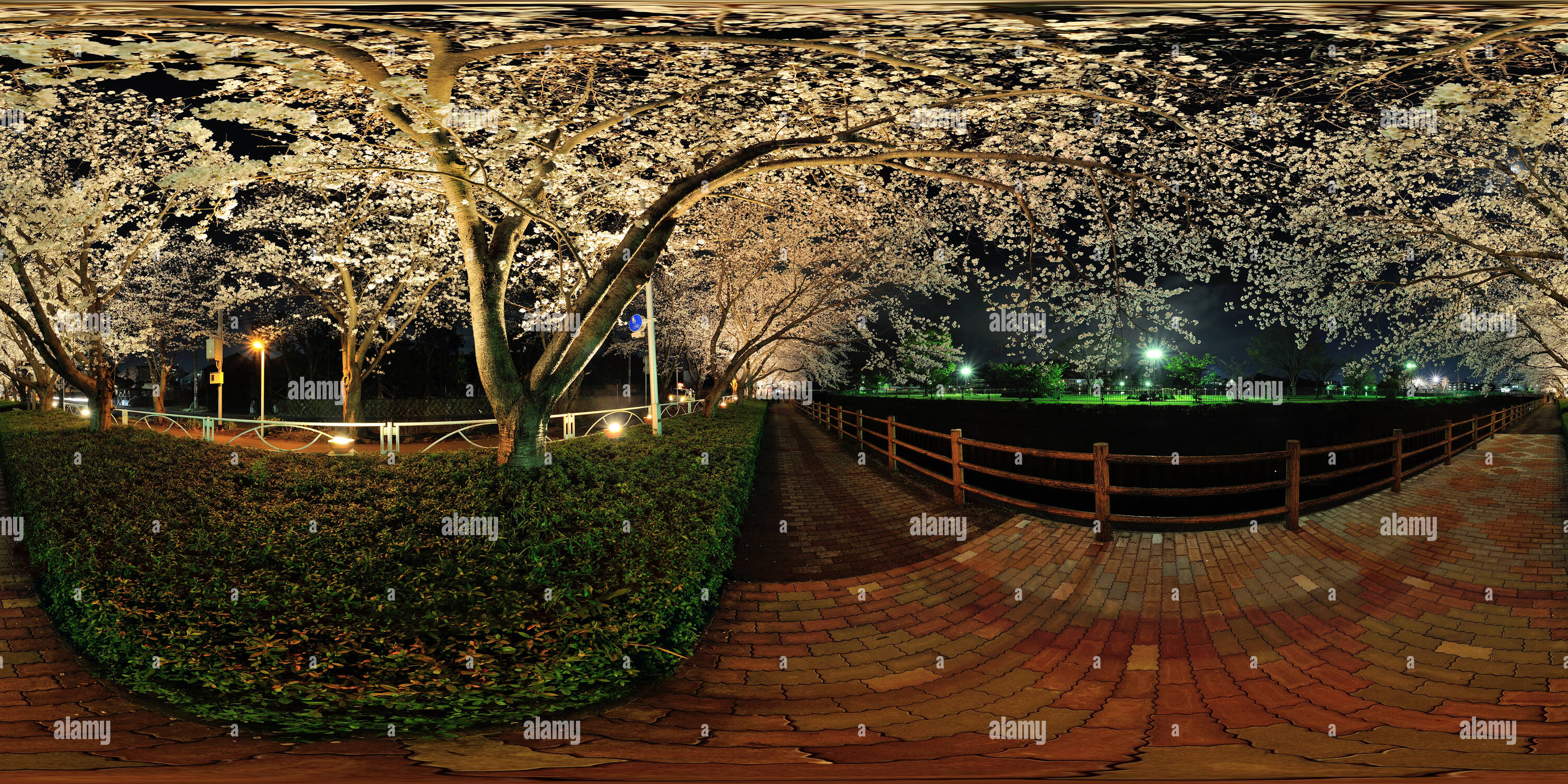 360° view of sakura at night - Alamy