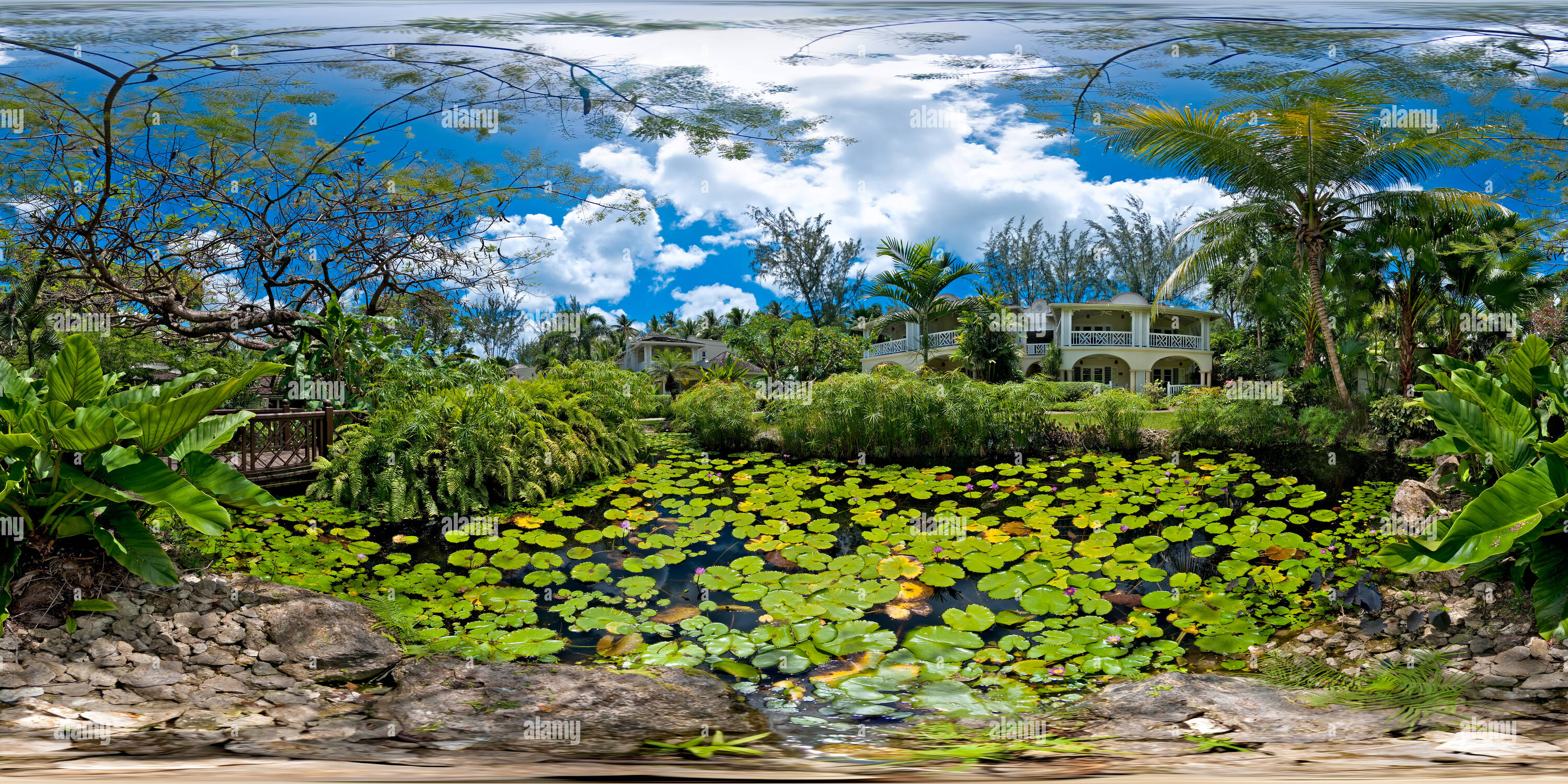 360° view of Coral Reef Club lily pond - Alamy