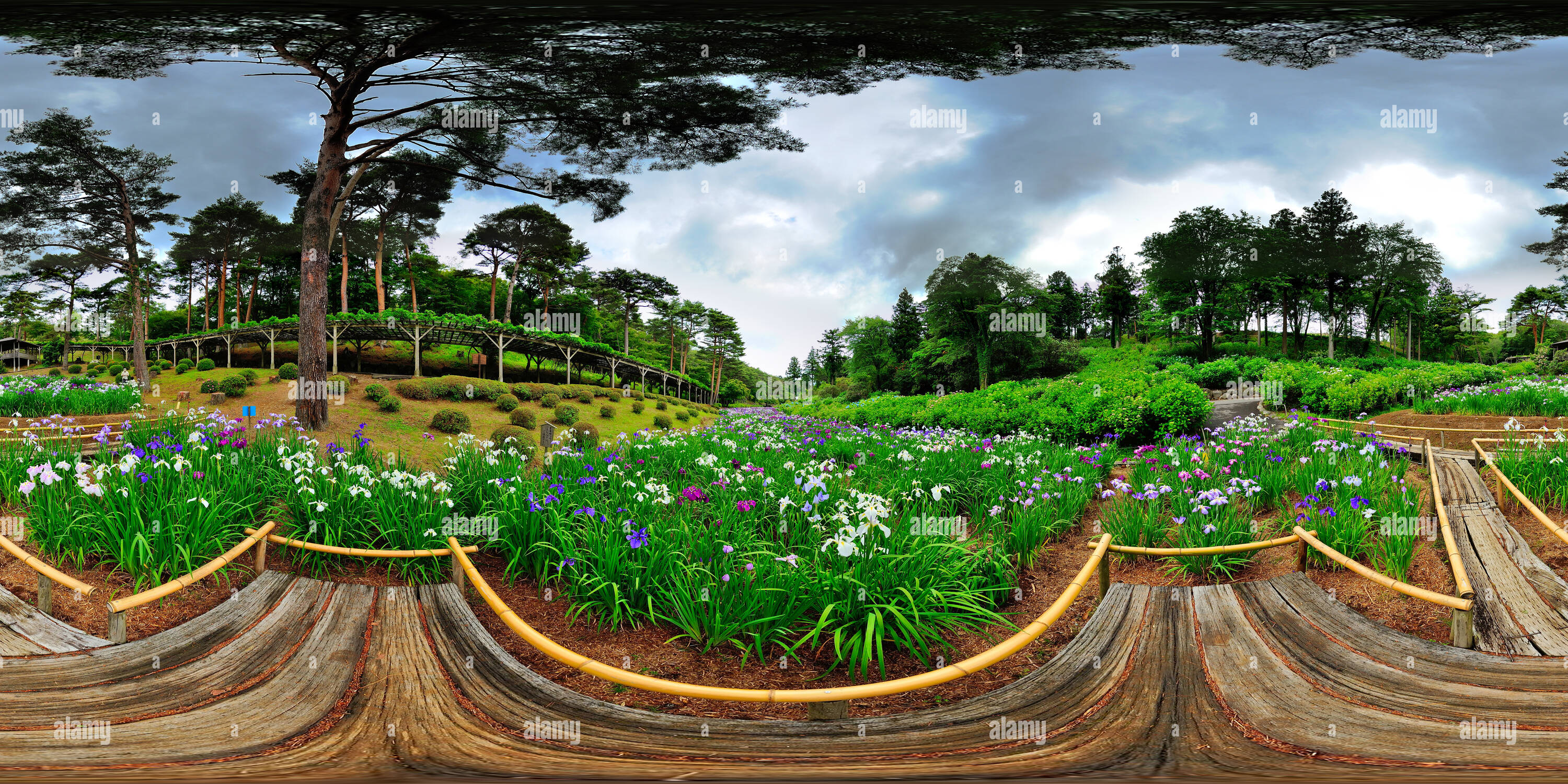 360° view of iris garden -2 - Alamy