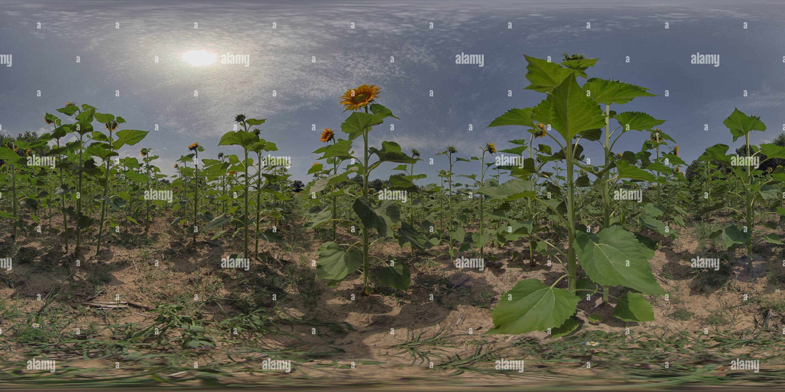 360° view of Sunflower Fields Forever - Alamy